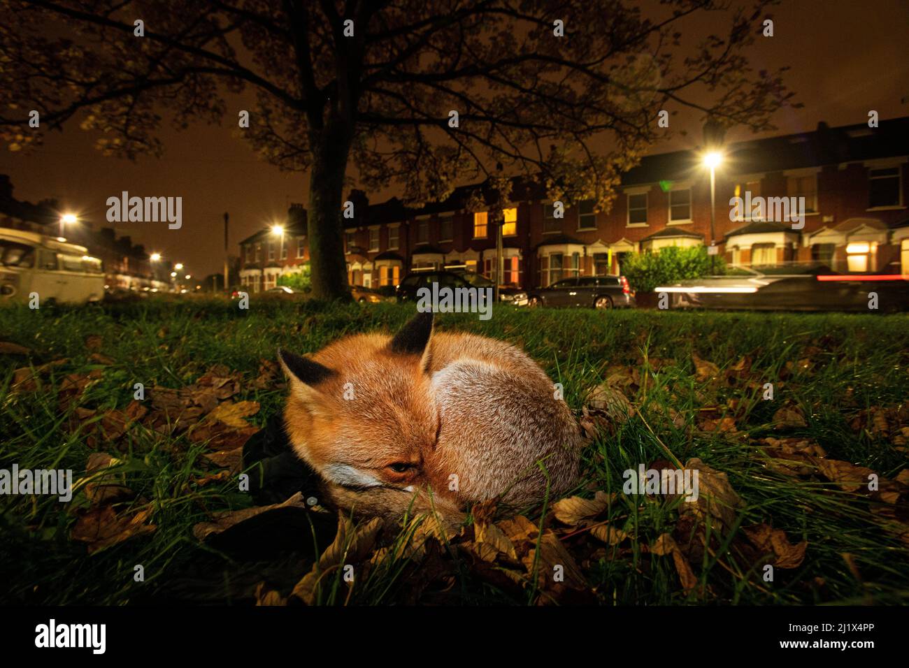 Vulpes vulpes night street hi-res stock photography and images - Alamy