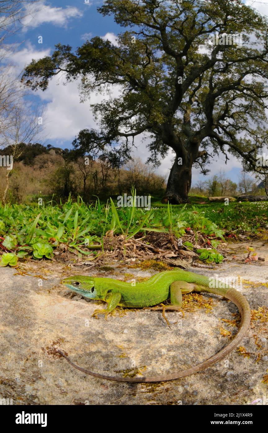 Western green lizard (Lacerta bilineata) female basking in habitat near ...