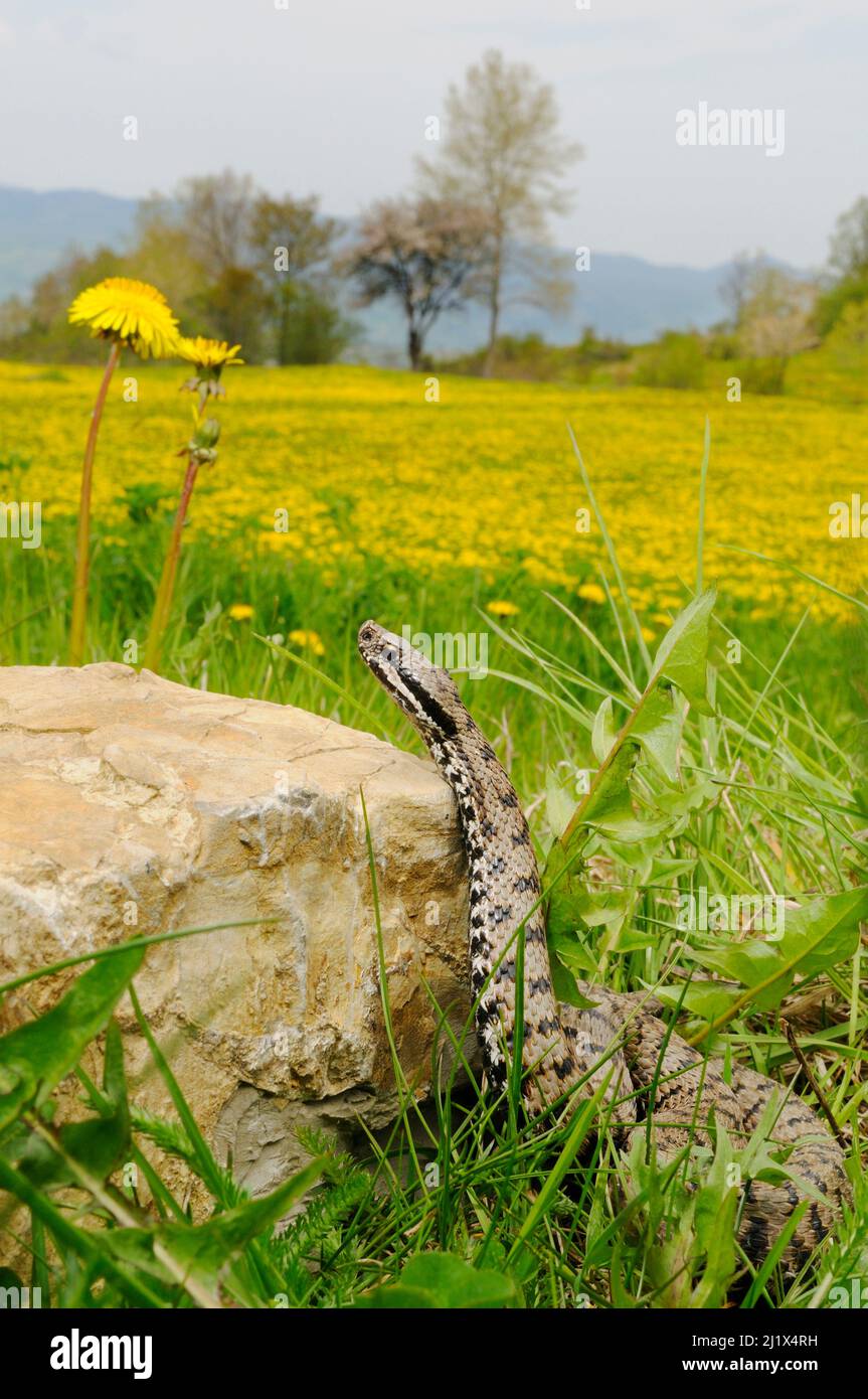 Vipera aspis hi-res stock photography and images - Alamy