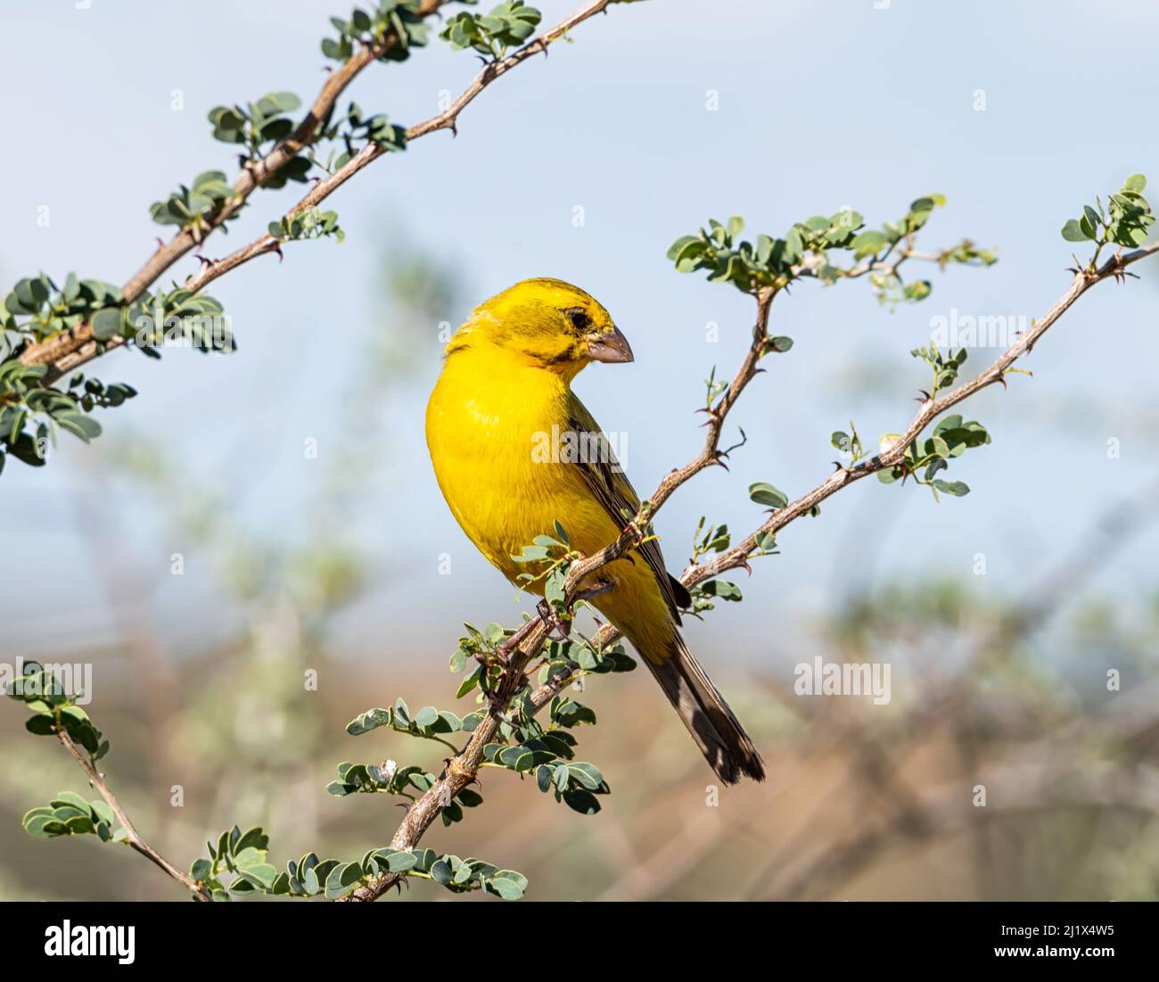 A male Yellow Canary perched in a tree in the Kalahari, South Africa ...