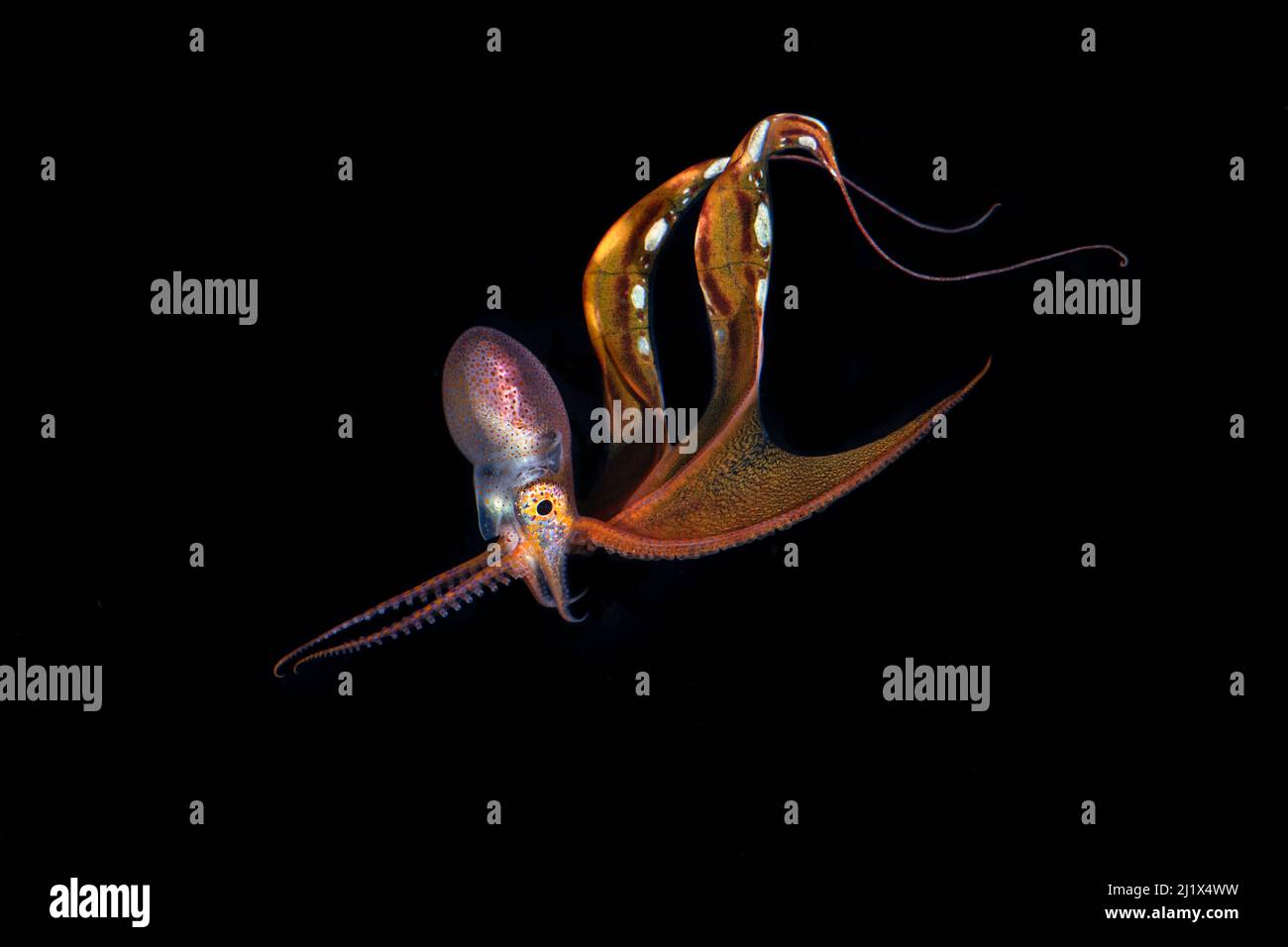 Tremoctopus gracilis hi-res stock photography and images - Alamy