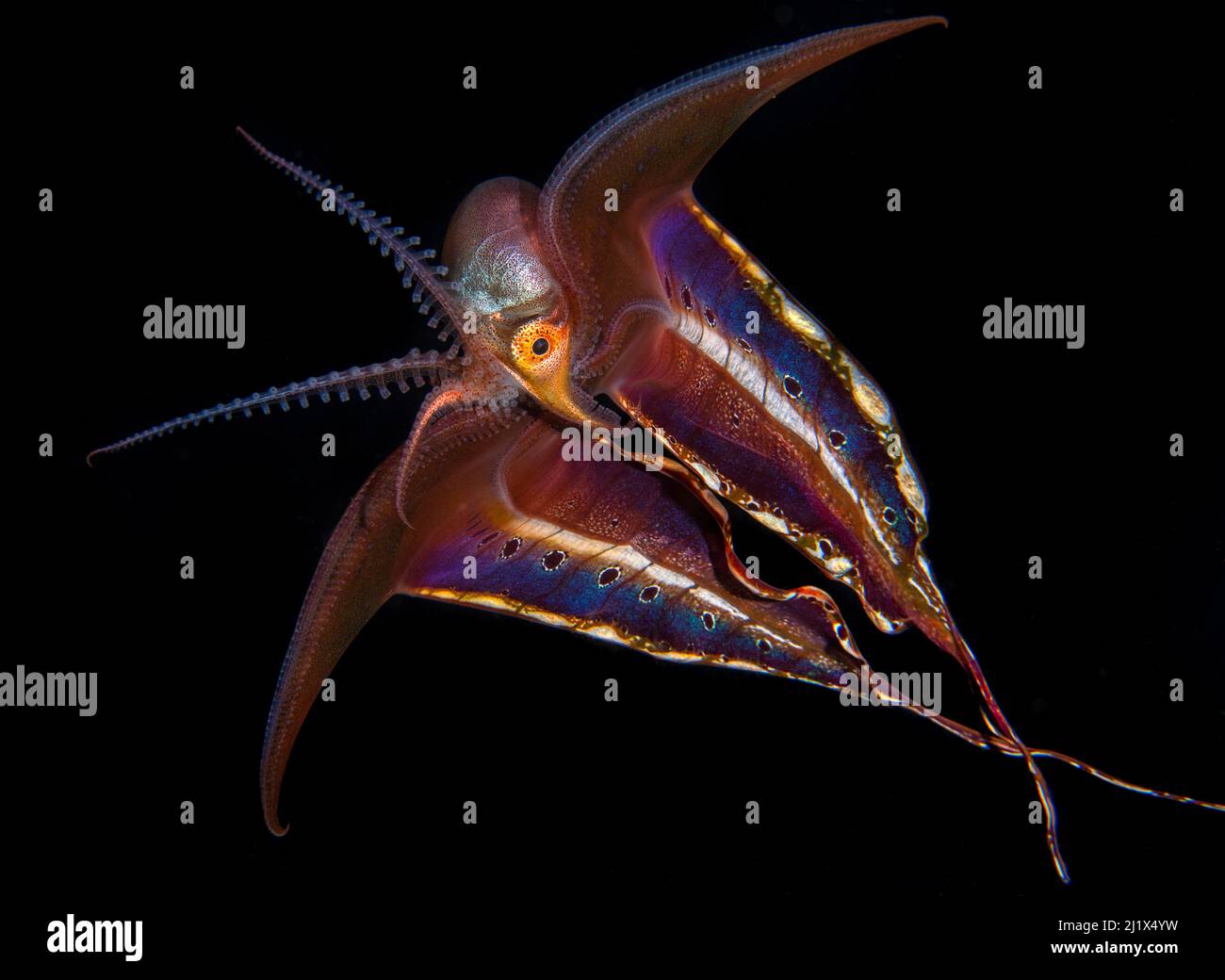 Blanket Octopus