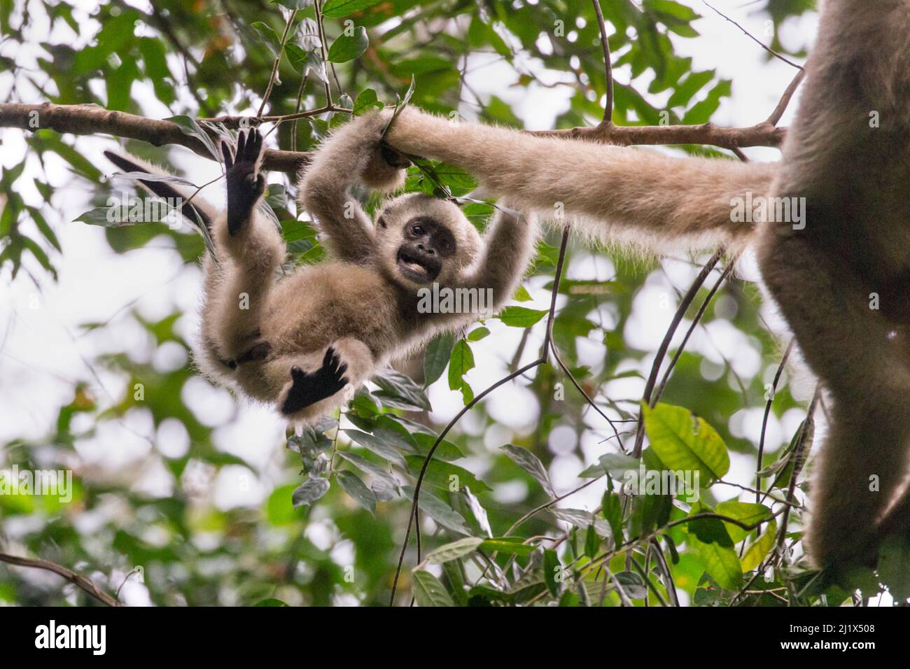 Northern muriqui monkey (Brachyteles hypoxanthus) juvenile aged one ...