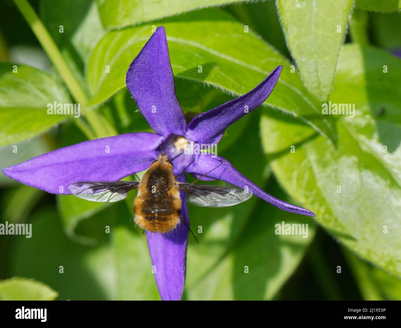 Common bee fly (Bombylius major) nectaring on a Greater periwinkle ...