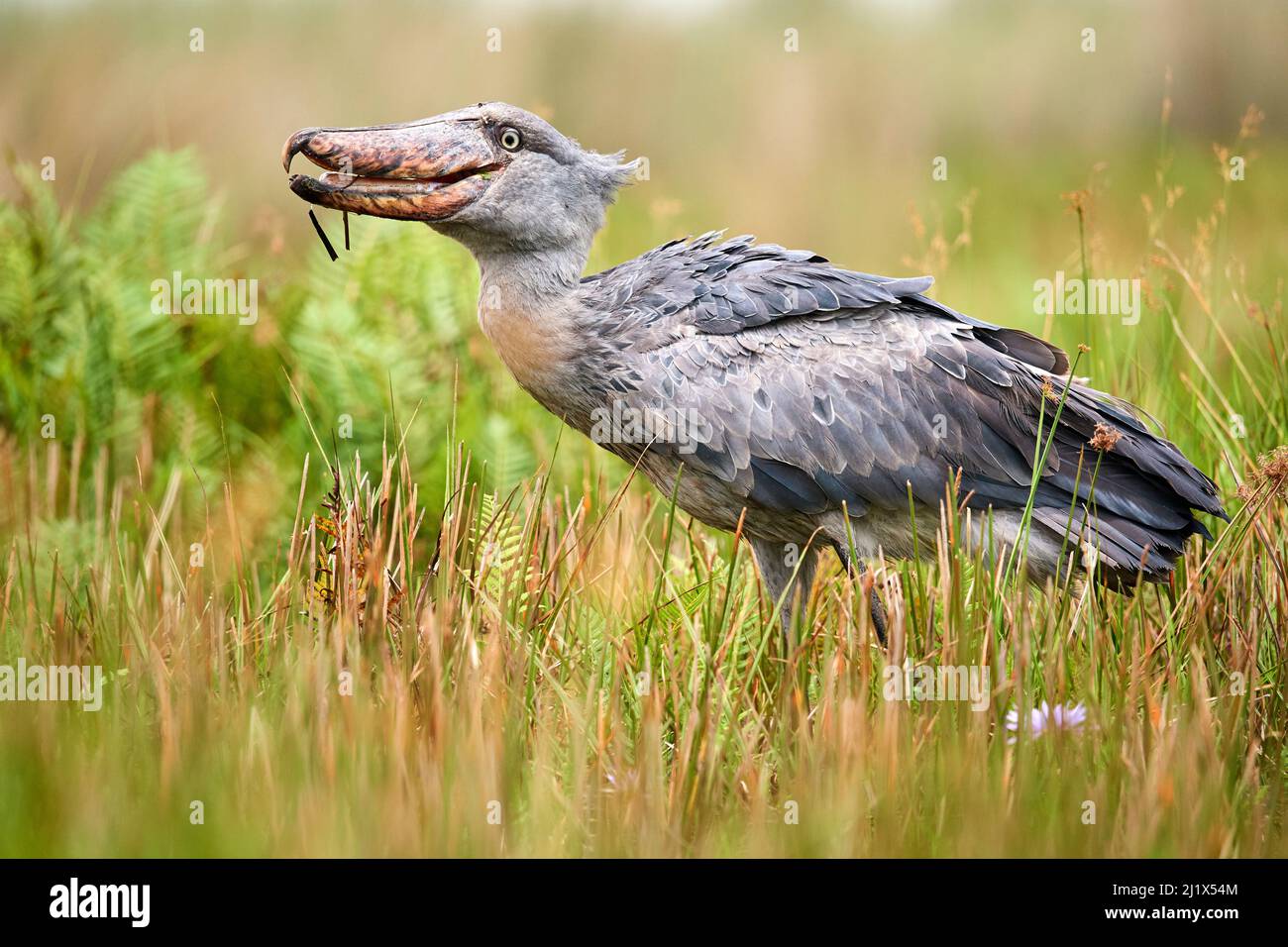 Shoebill stork (Balaeniceps rex) eating a fish in the swamps of Mabamba ...