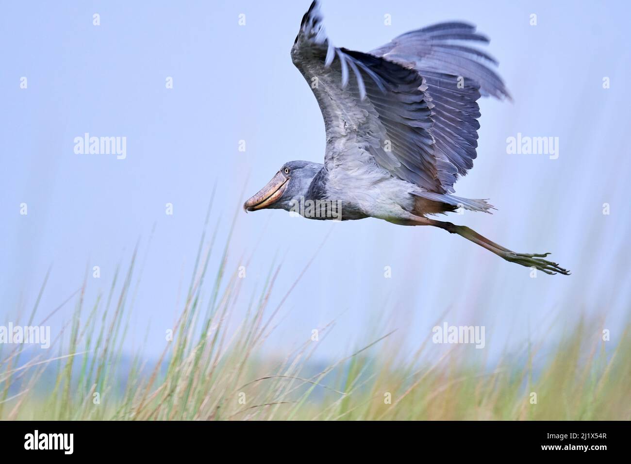 Shoebill stork flying (Balaeniceps rex) in the swamps of Mabamba, Lake ...