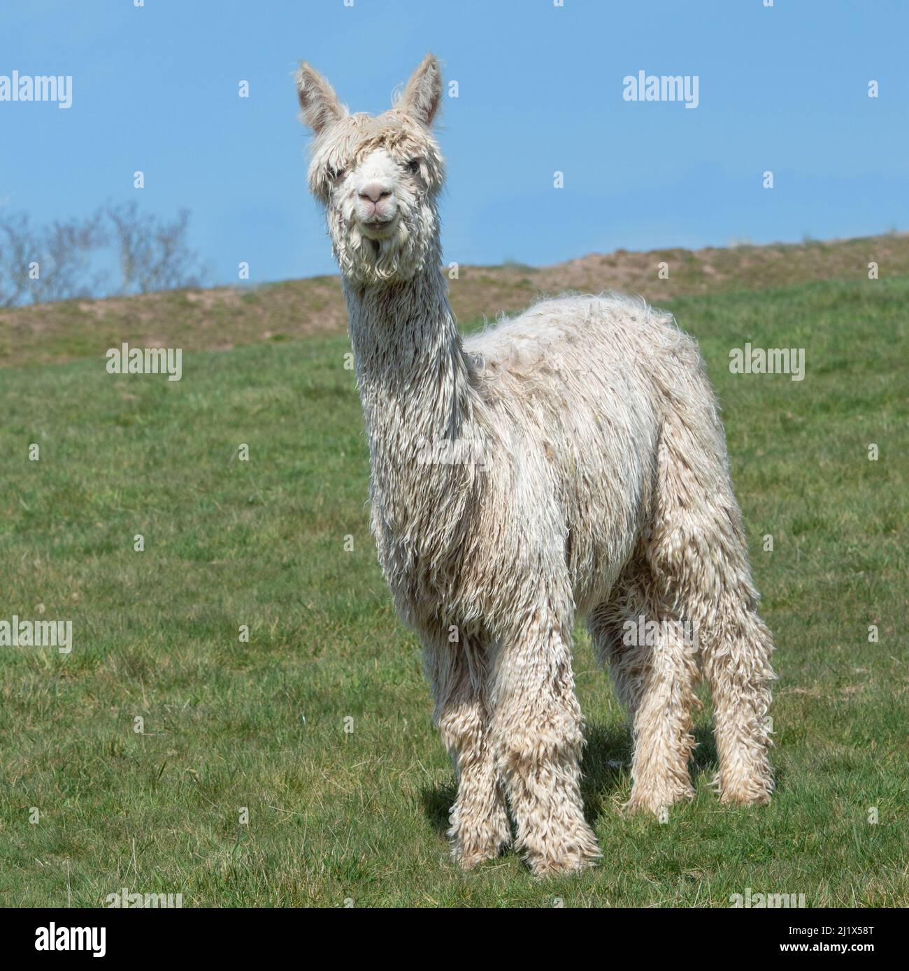 white, Suri Alpaca Stock Photo - Alamy
