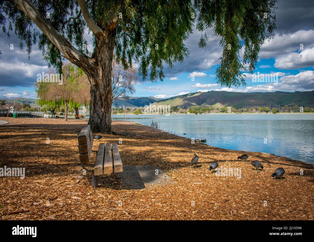 The empty bench under the willow tree with foraging birds on the ...