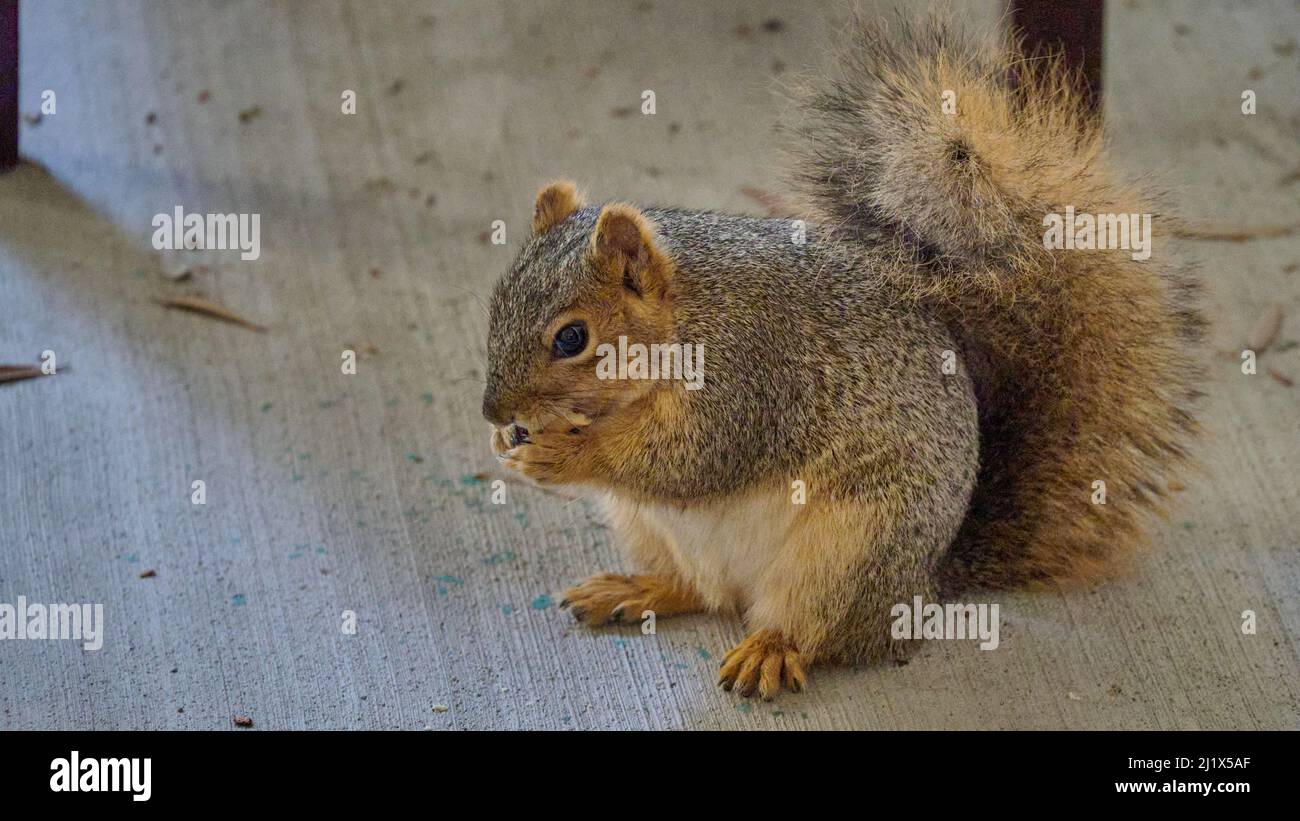 A closeup of the fox squirrel, Sciurus niger. The eastern fox squirrel ...