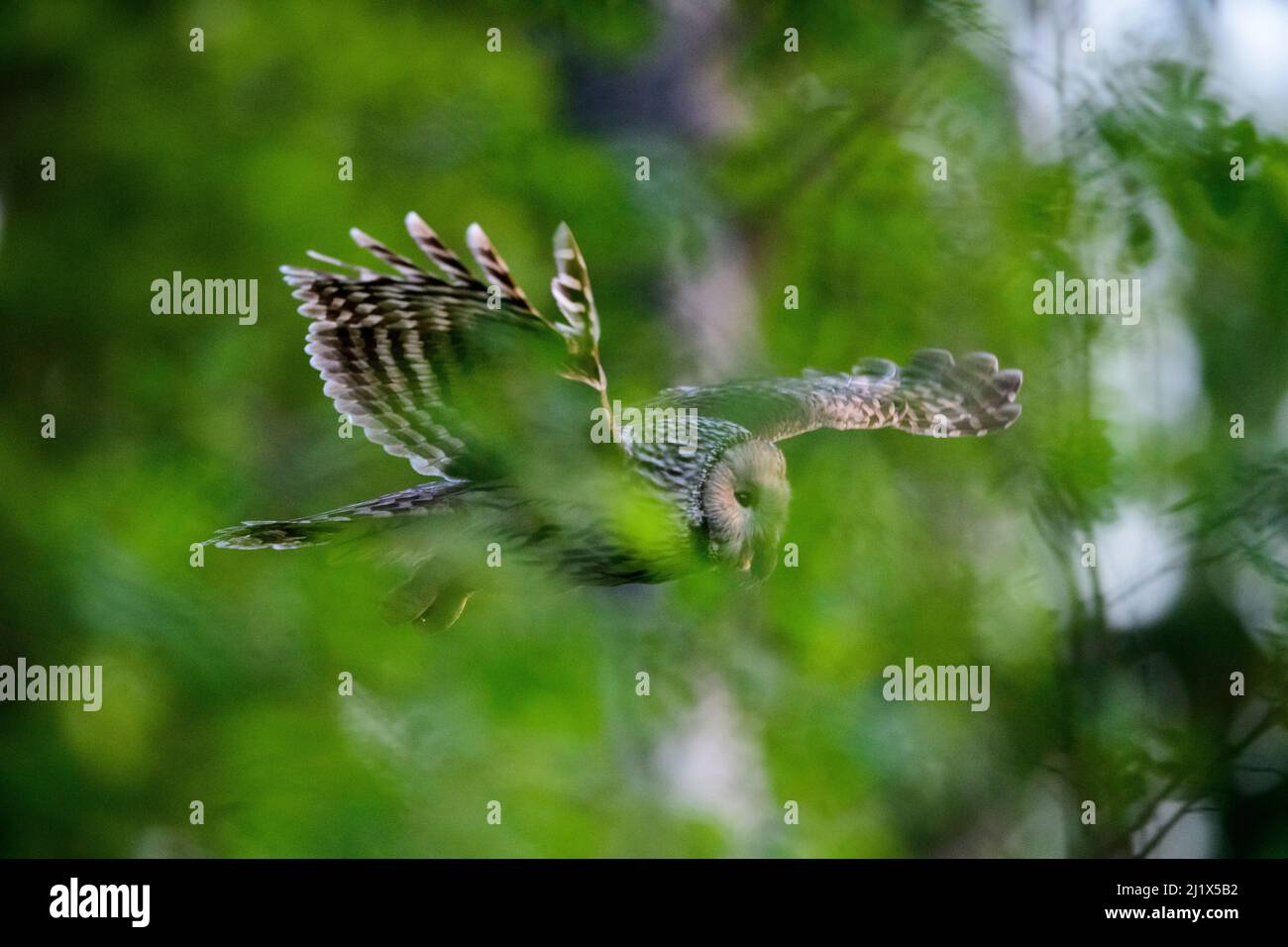 Ural owl (strix uralensis) female flying through spring foliage with a ...