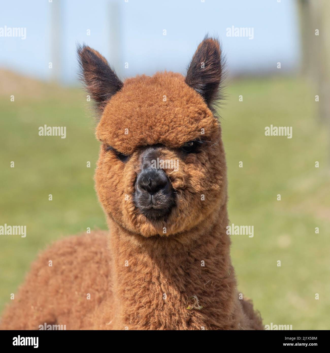 Alpaca standing hi-res stock photography and images - Alamy
