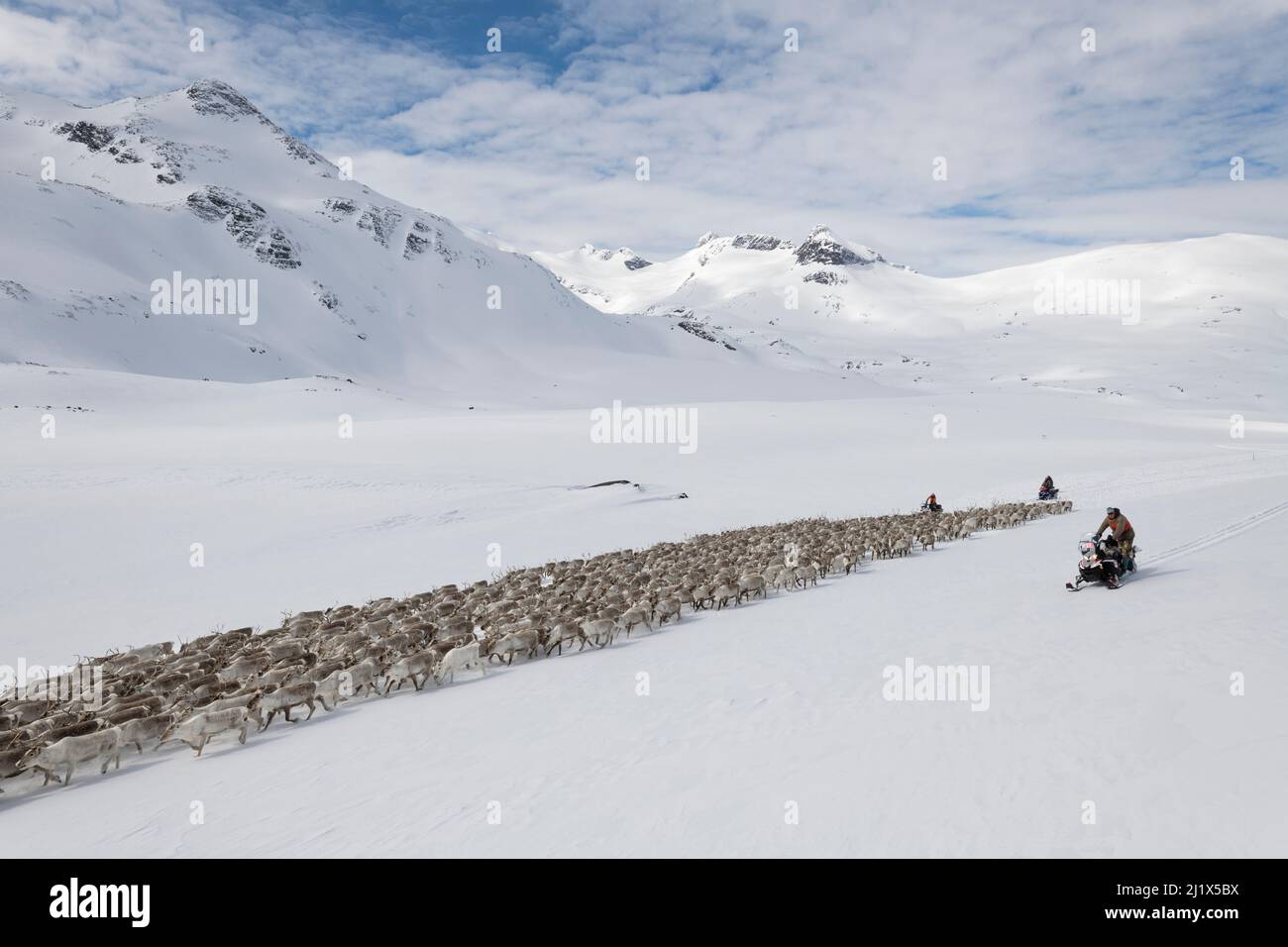 Jotunheimen national park animal hi-res stock photography and images ...