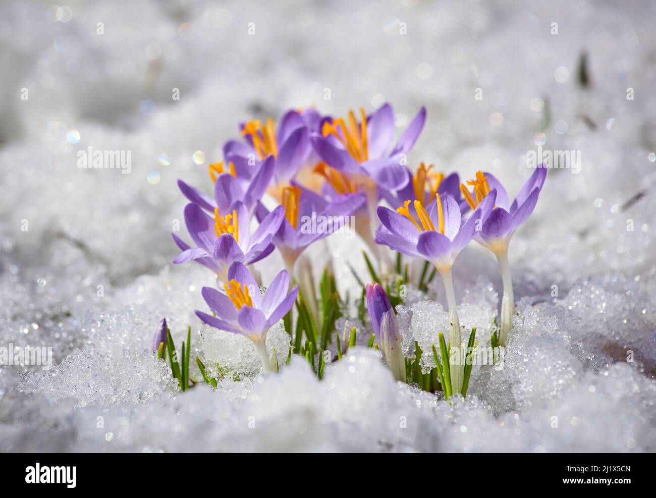 Melting flower hi-res stock photography and images - Alamy