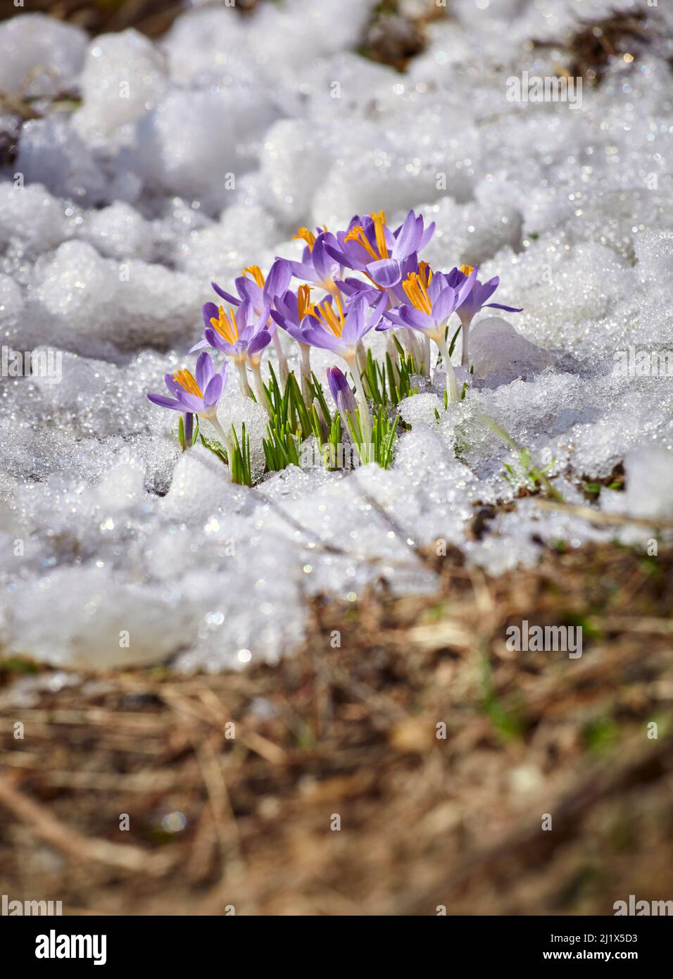 Melting flower hi-res stock photography and images - Alamy