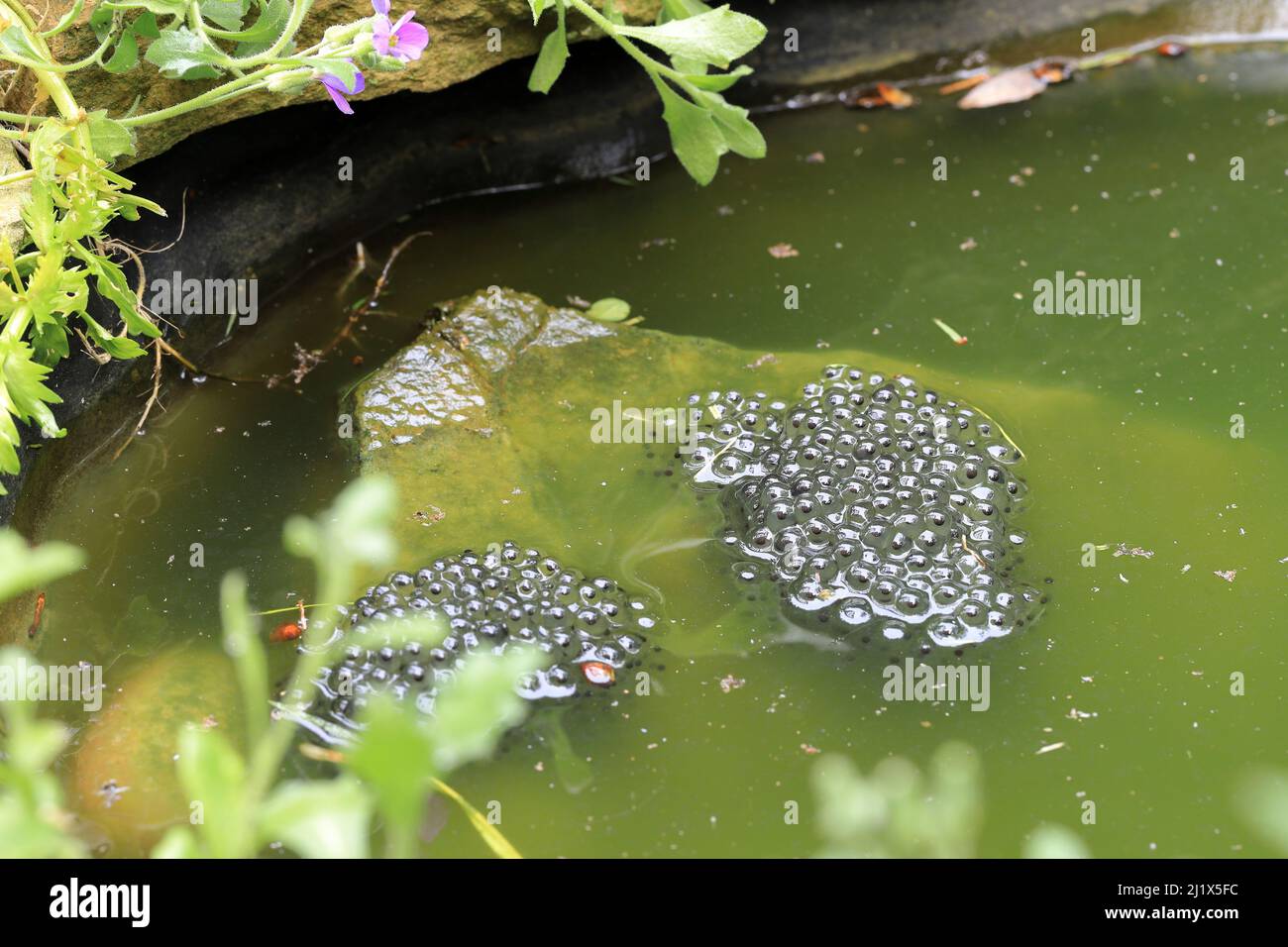 a collection of frog spawn sitting on top of the water in a small ...