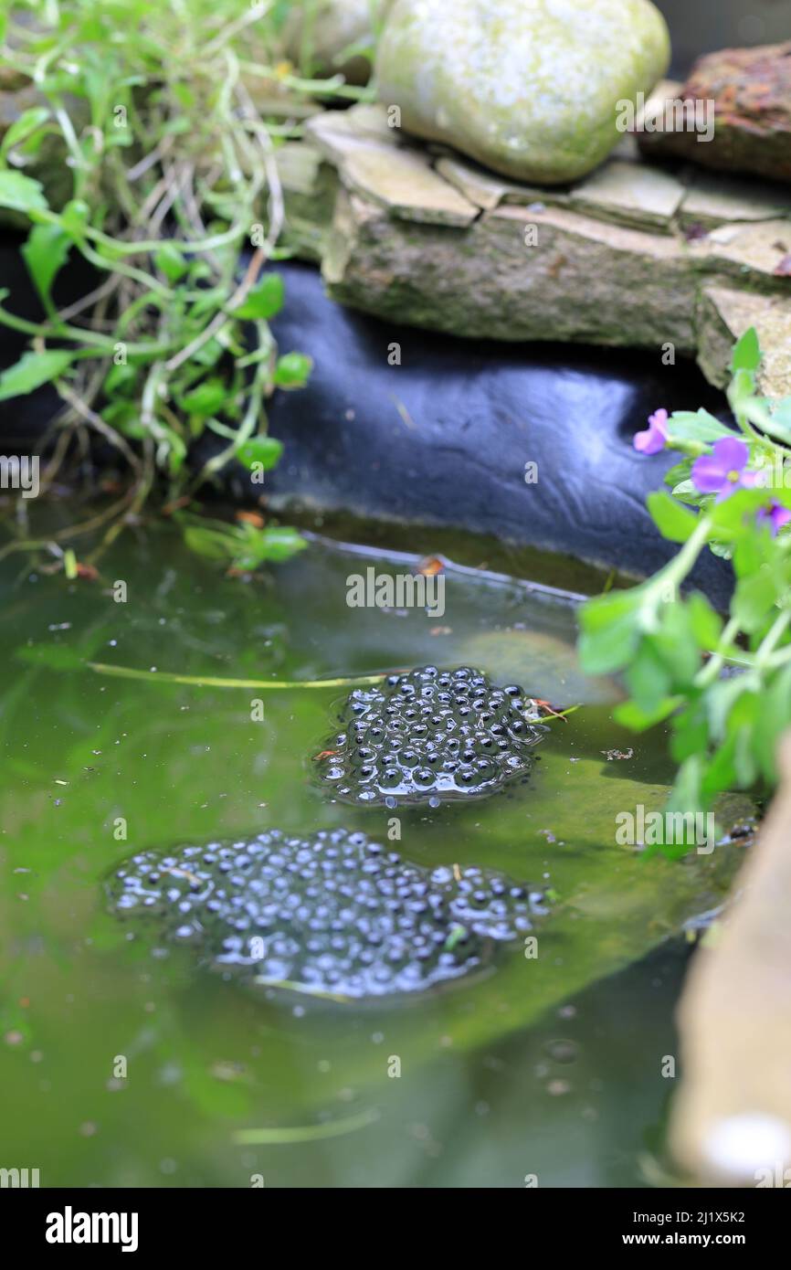 a collection of frog spawn sitting on top of the water in a small ...