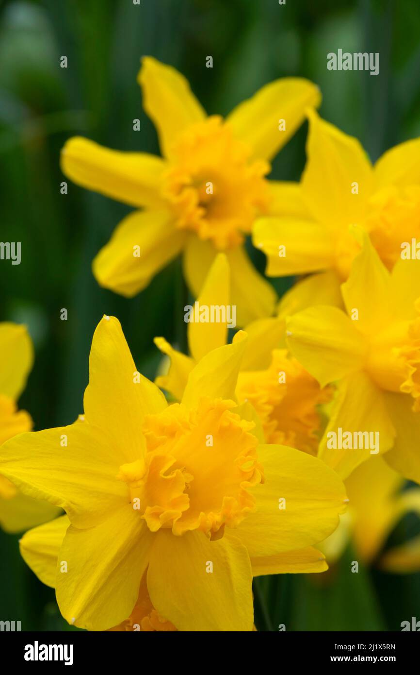 Daffodil valley hi-res stock photography and images - Alamy