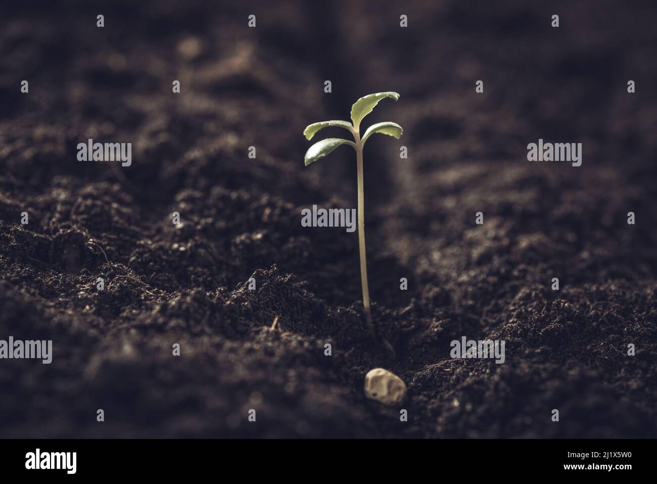 Seeds in the soil on open ground. Planting seeds Stock Photo - Alamy