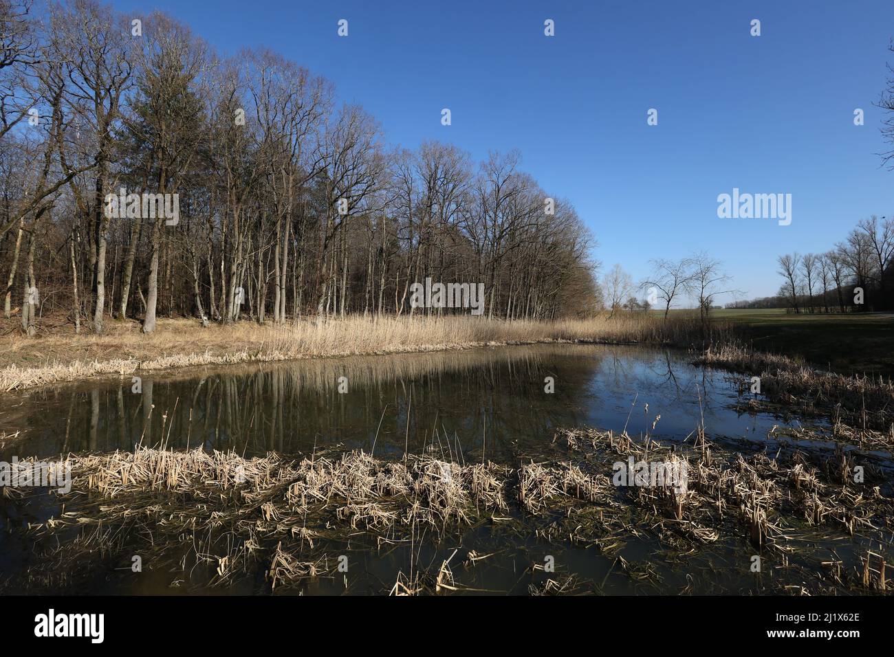 Small lake on the edge of the forest in spring Stock Photo - Alamy