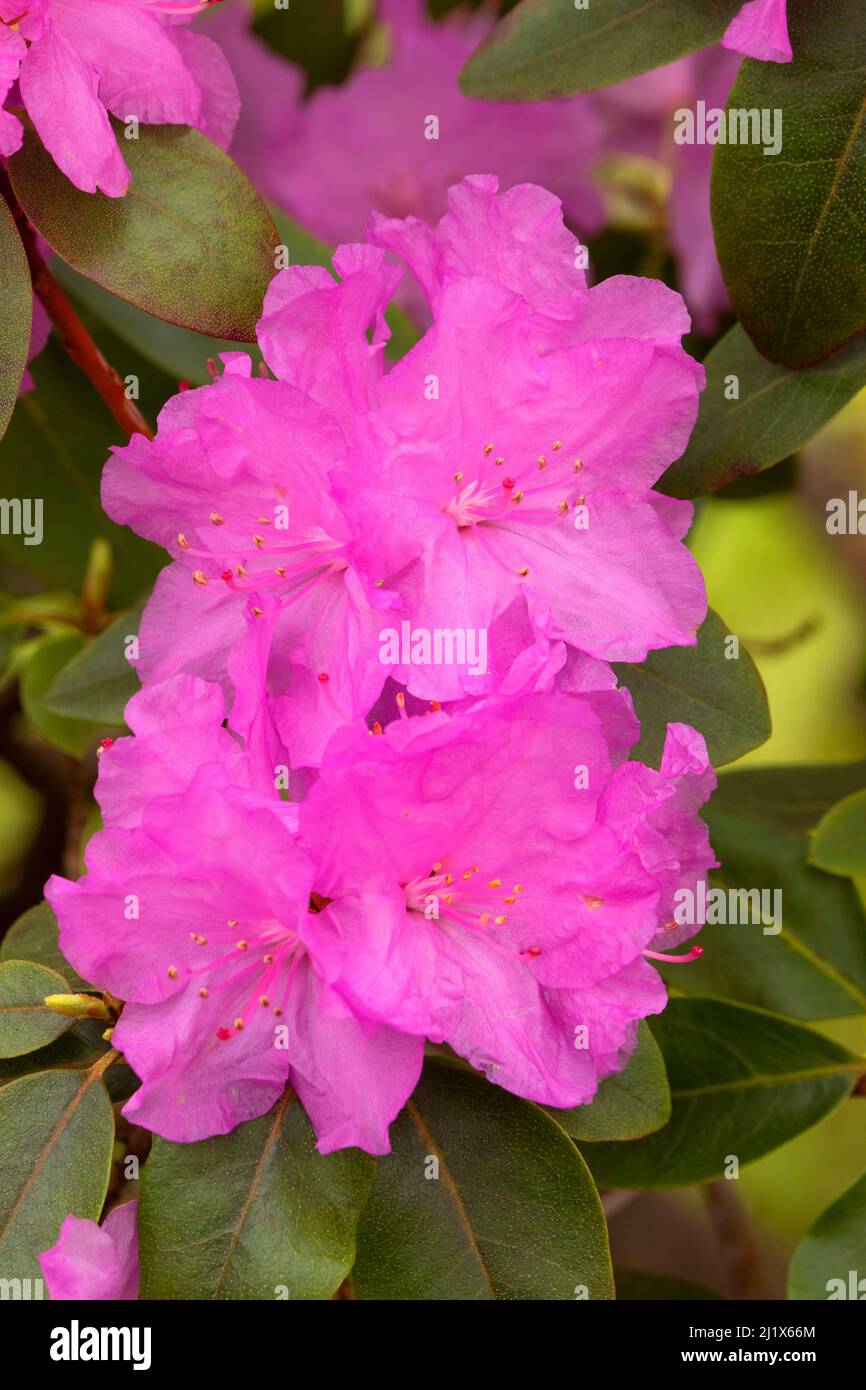 Azalea bloom, State Capitol State Park, Salem, Oregon Stock Photo - Alamy