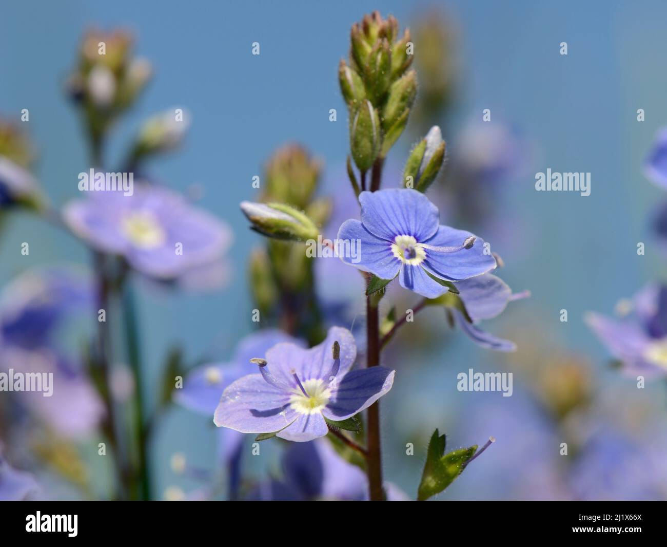 Germander speedwell (Veronica chamaedrys) clump flowering in a chalk ...