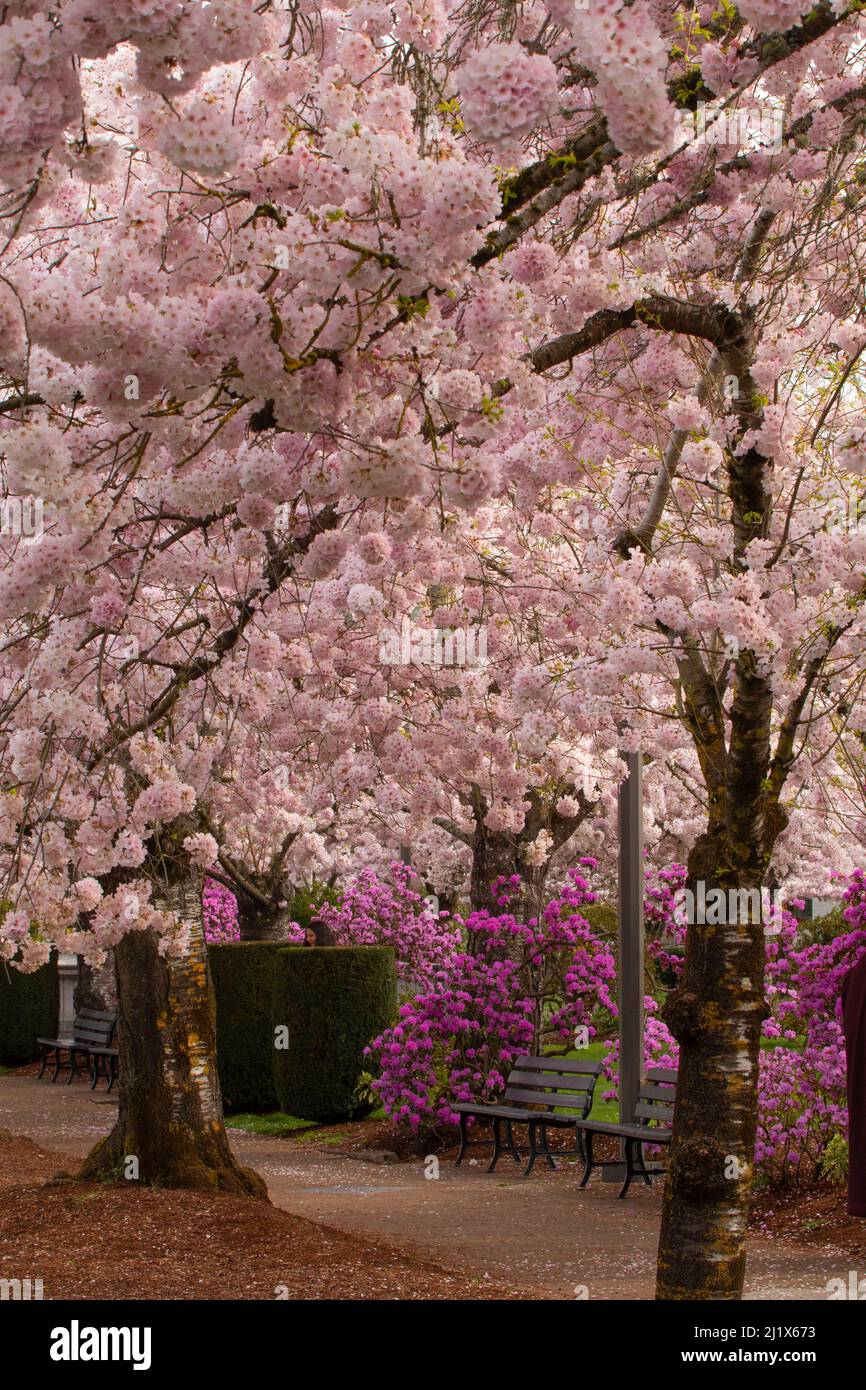 Park bench by cherry blossoms with Azalea bloom, State Capitol State ...