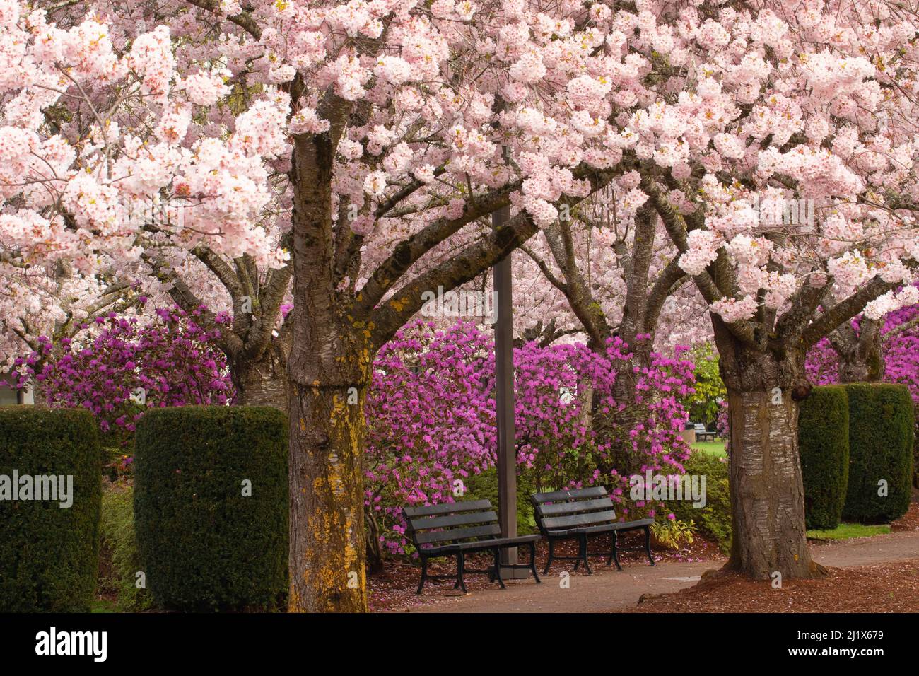 Park bench by cherry blossoms with Azalea bloom, State Capitol State ...