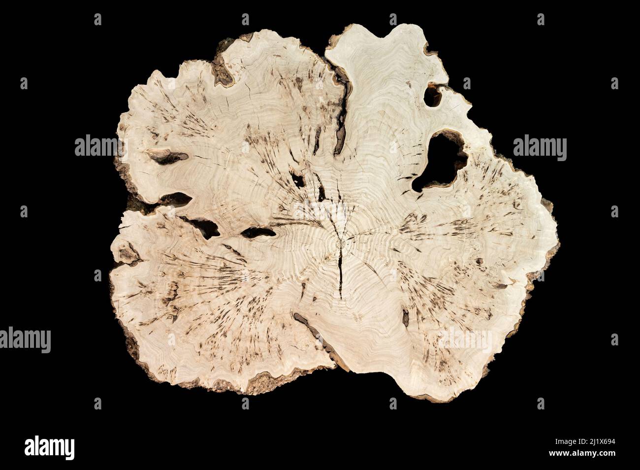 Cross section black walnut tree hi-res stock photography and images - Alamy