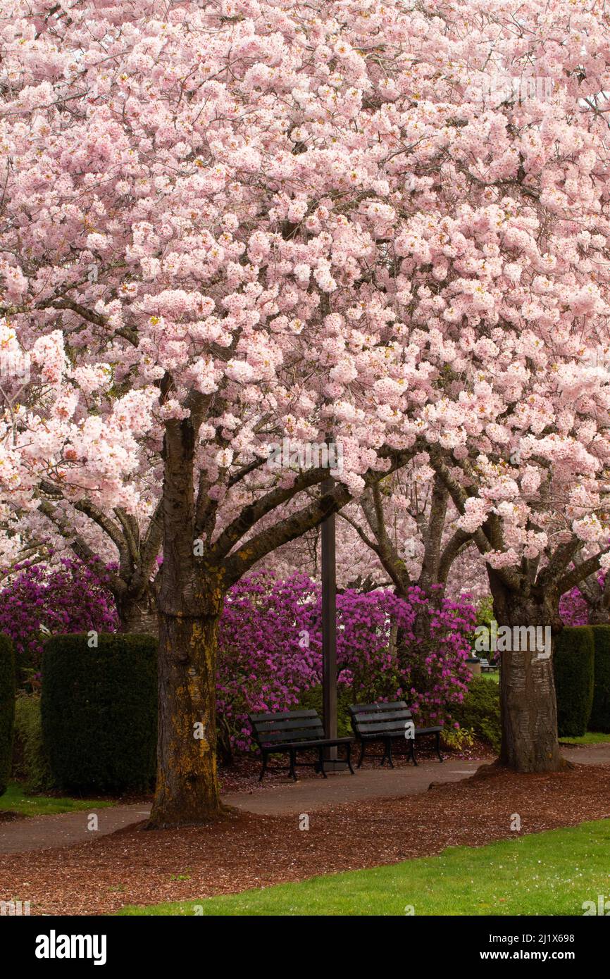Park bench by cherry blossoms with Azalea bloom, State Capitol State ...