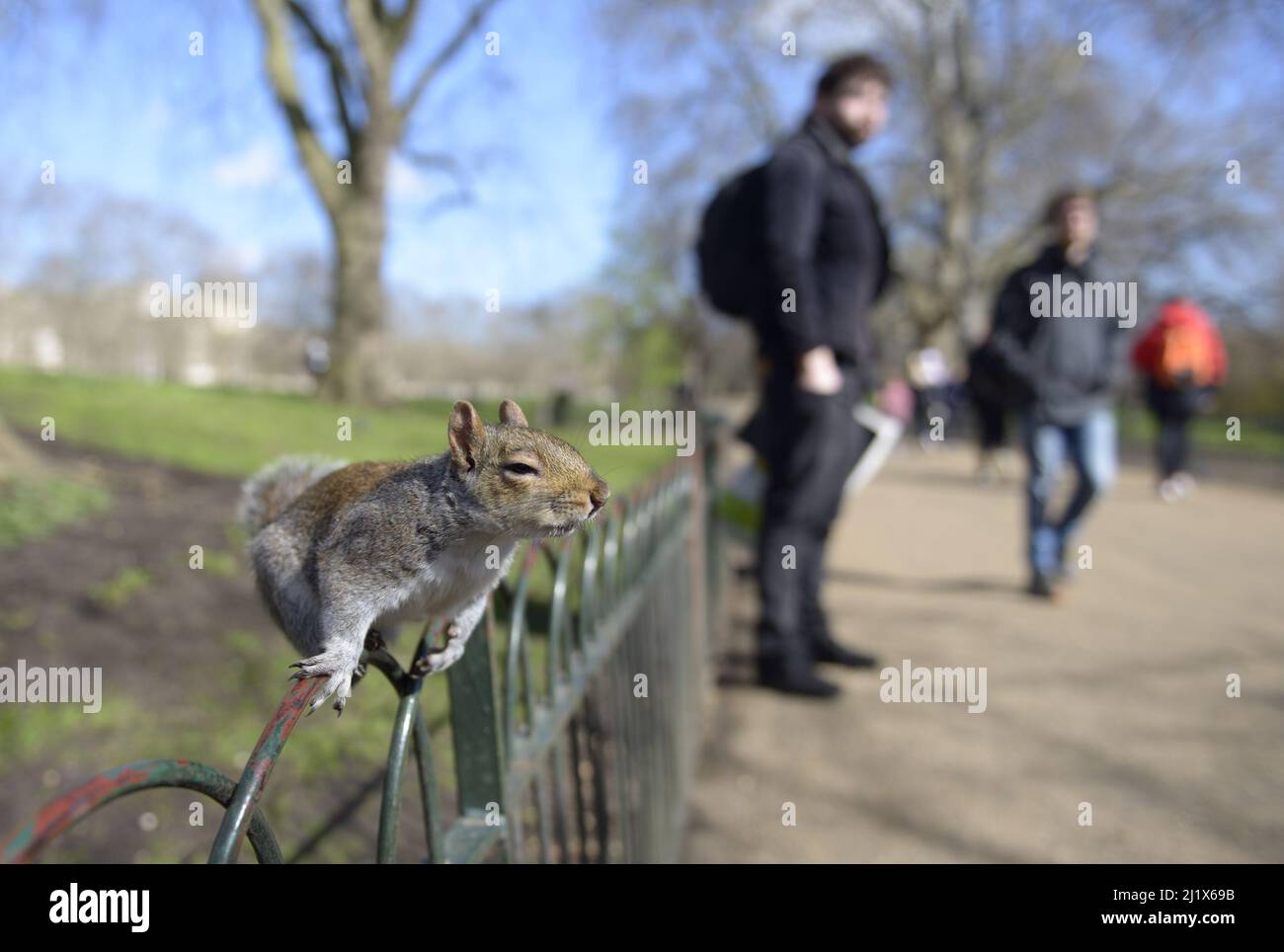 Grey Squirrel (Eastern Grey Squirrel / Gray Squirrel) Sciurus ...