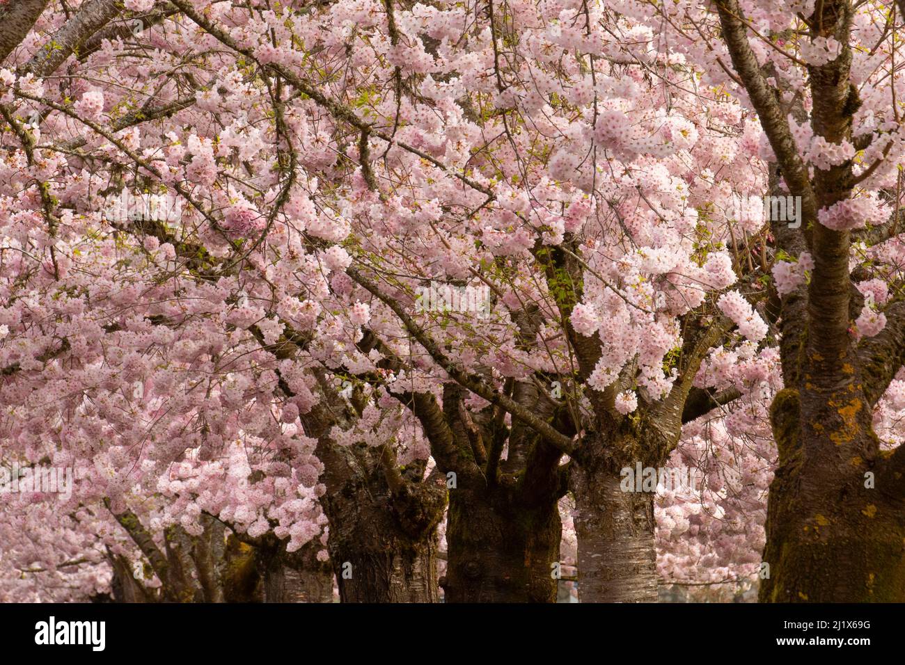 Cherry blossoms, State Capitol State Park, Salem, Oregon Stock Photo ...