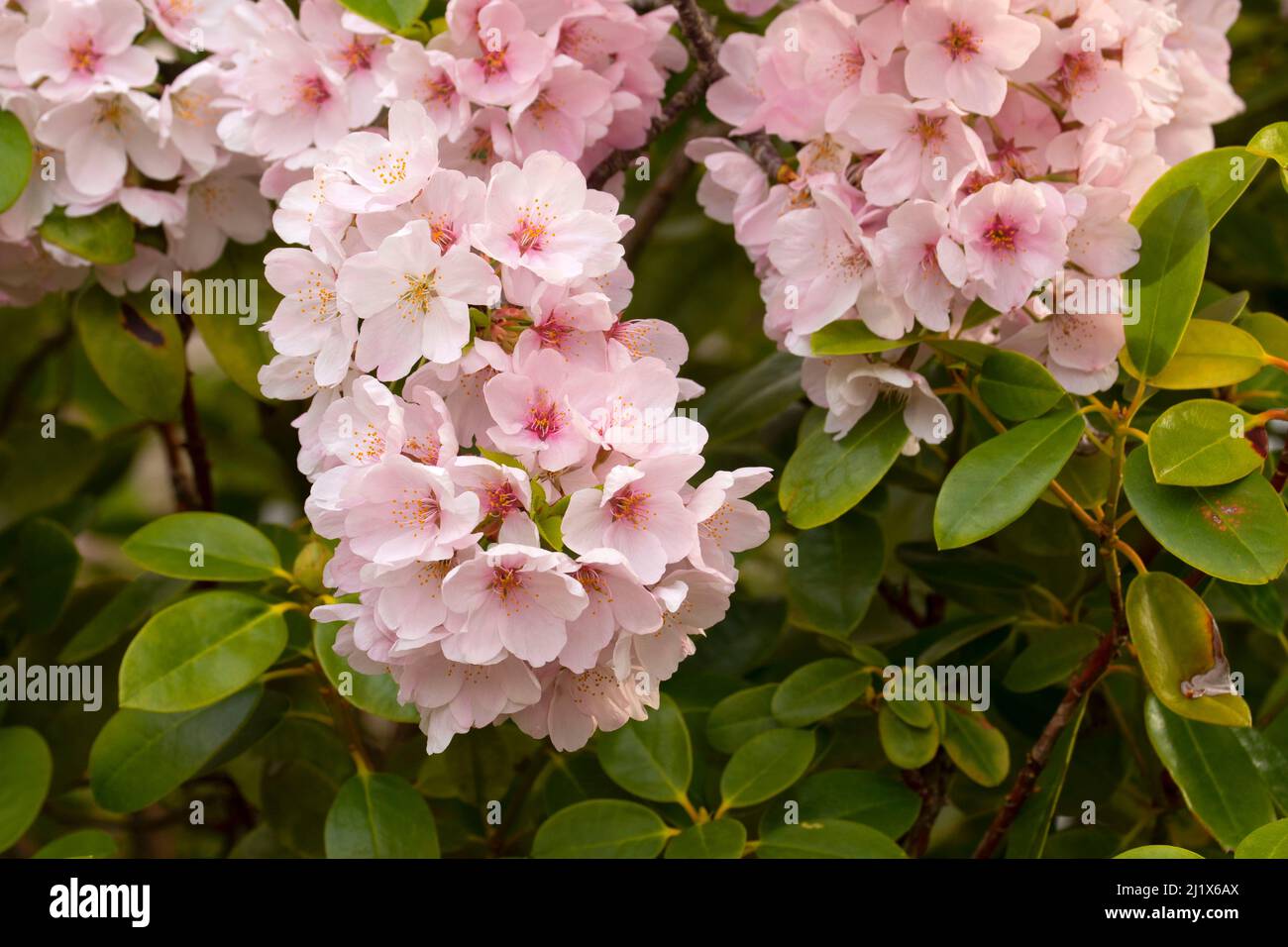 Cherry blossoms, State Capitol State Park, Salem, Oregon Stock Photo ...