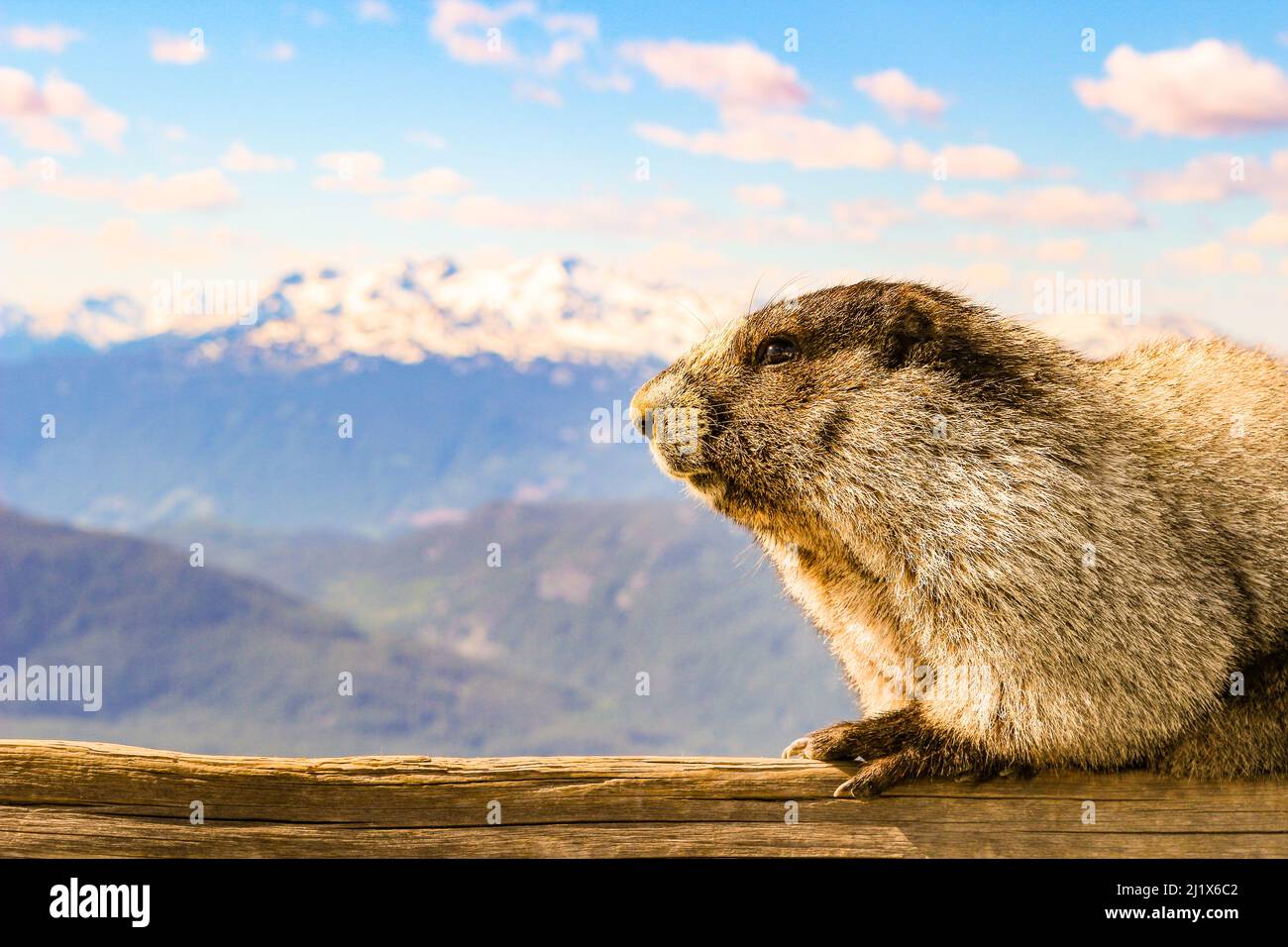 Marmot at Mount Rainier National Park Washington standing on a rock ...