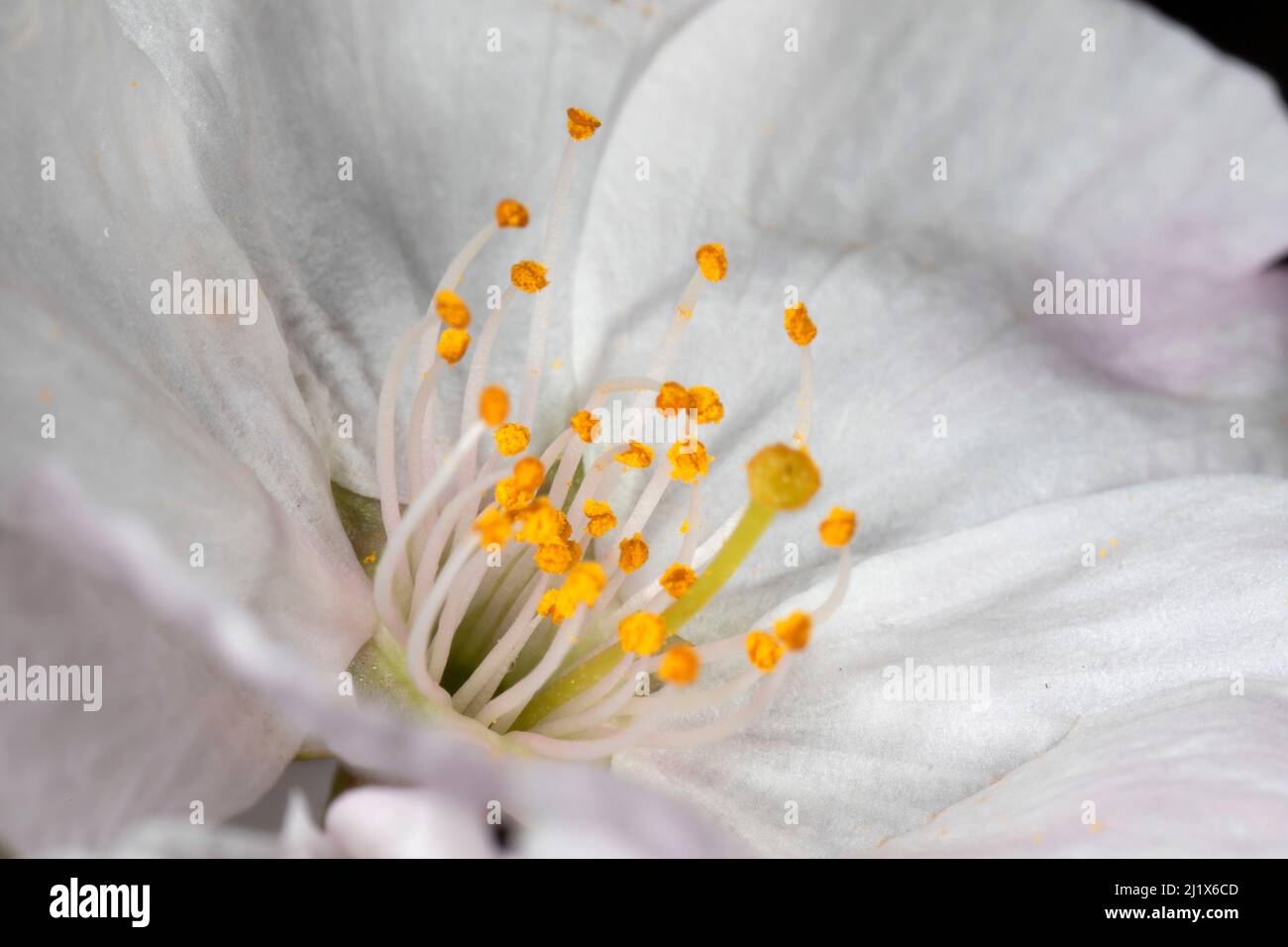 Cherry blossom, State Capitol State Park, Salem, Oregon Stock Photo - Alamy