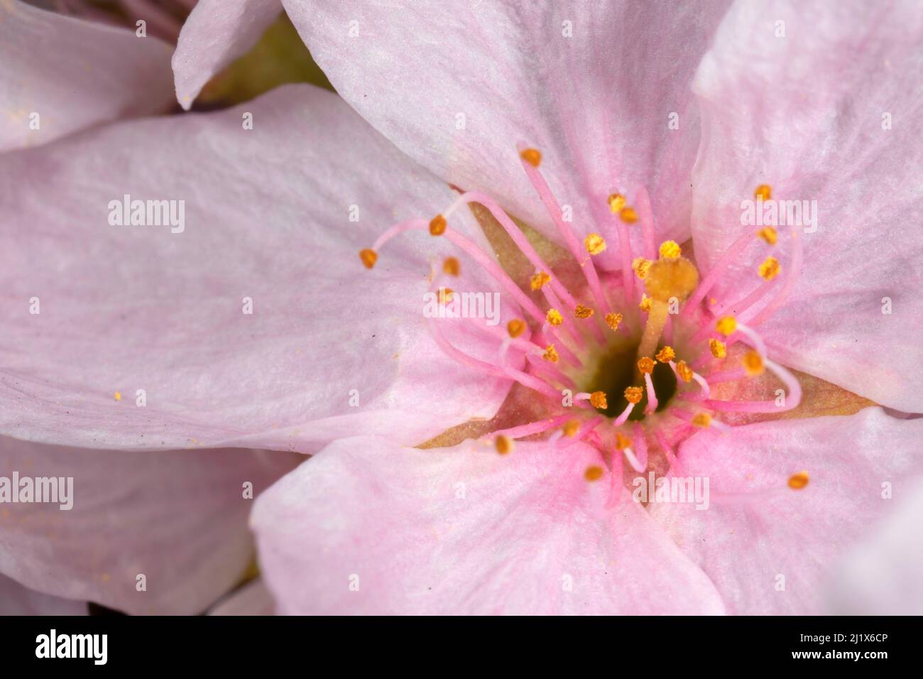 Cherry blossom, State Capitol State Park, Salem, Oregon Stock Photo - Alamy