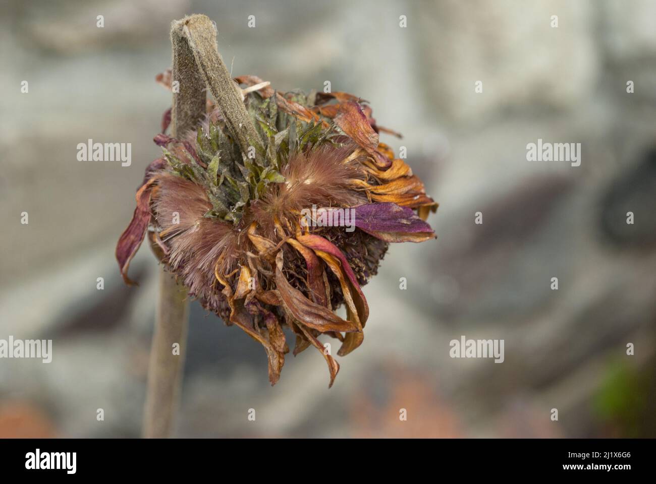 Outdoor Withered Organic Potted Gerbera Flower in the Family Asteraceae ...