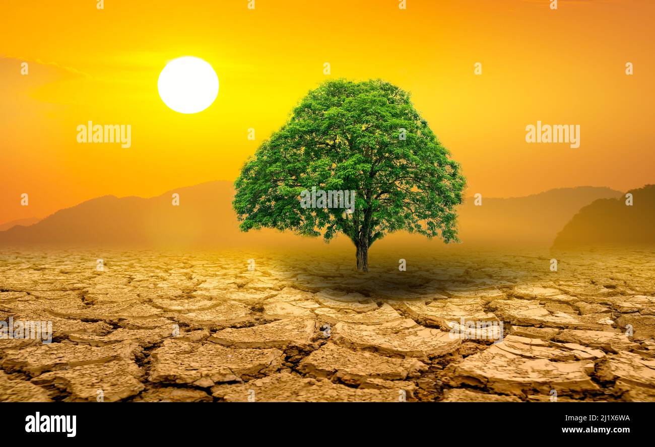 Lonely green tree in the midst of drought Stock Photo - Alamy