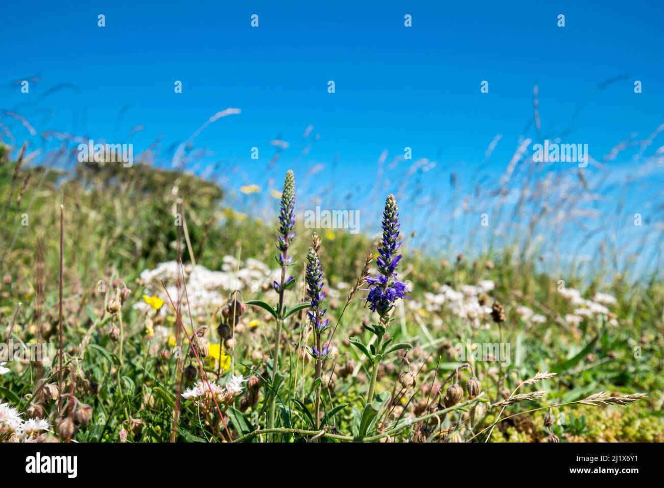 Spiked speedwell Veronica spicata growing on the slopes on Great Ormes ...