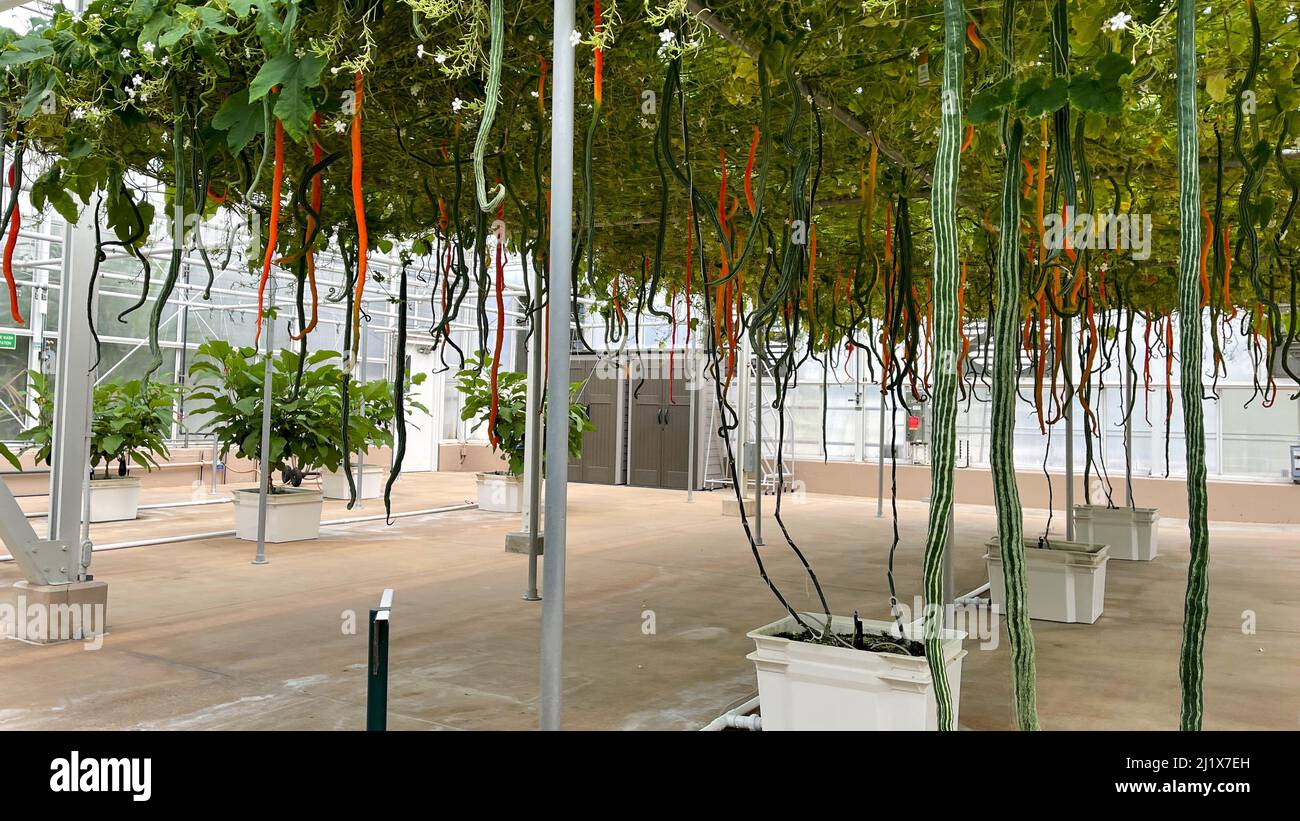 orlando, FL USA- April 27, 2021: The interior to the Land Pavillion at ...