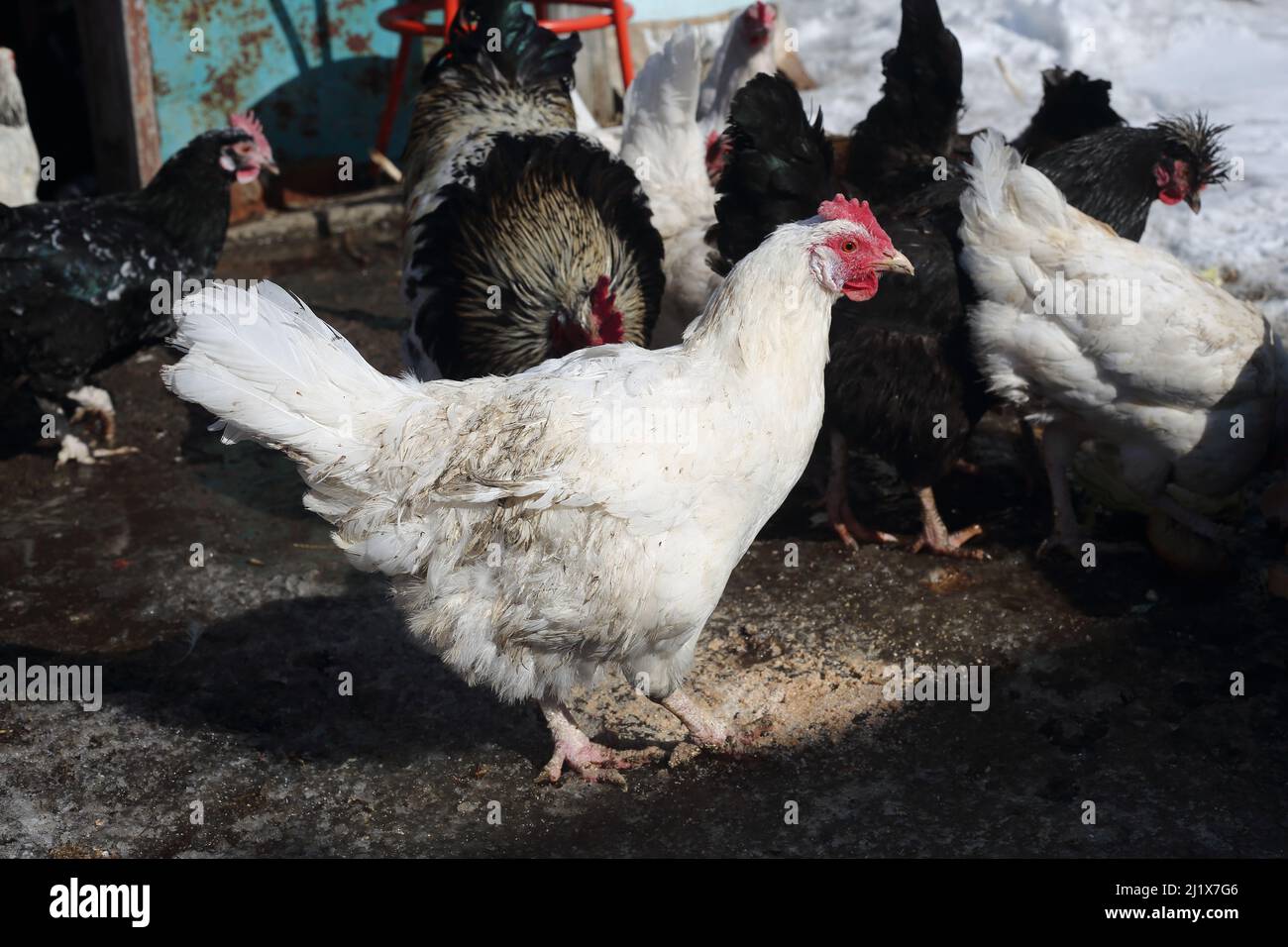 agriculture concept - hen walking on poultry yard Stock Photo - Alamy