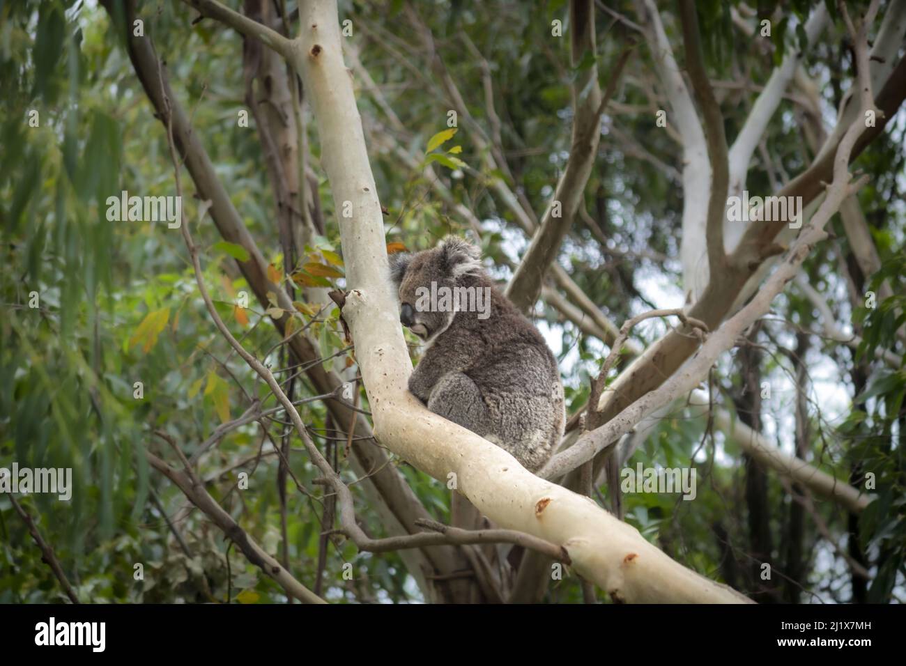 A cute koala bear (Phascolarctos cinereus) sitting on a tree branch ...