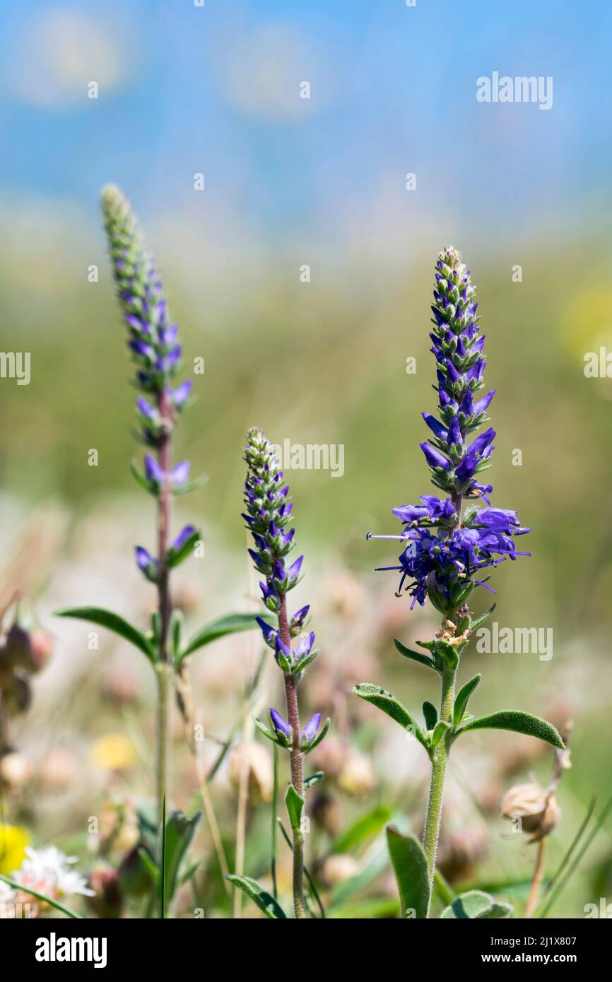 Spiked speedwell Veronica spicata growing on the slopes on Great Ormes ...