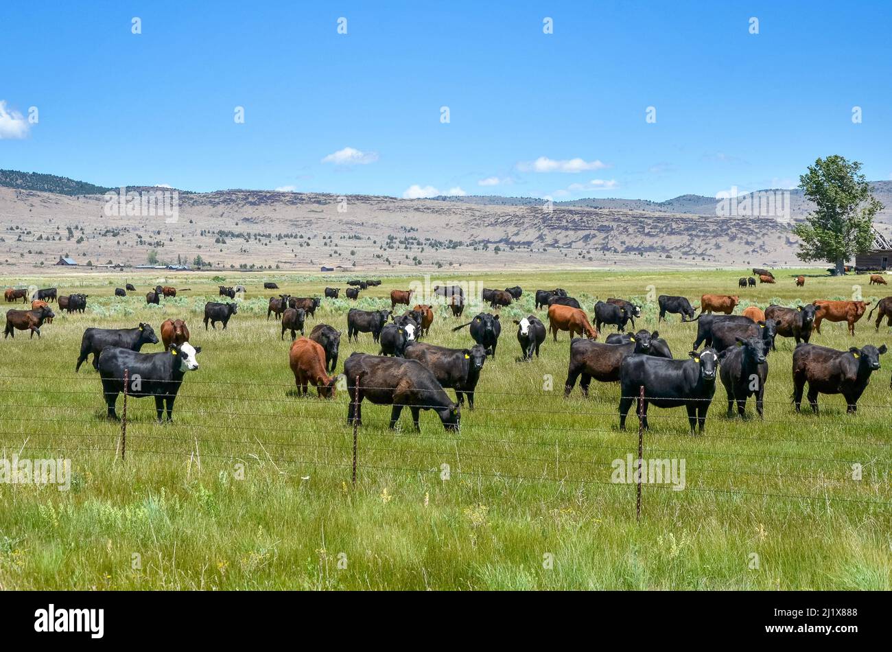 Large cattle herd out to pasture in a ranch in northern California on a ...
