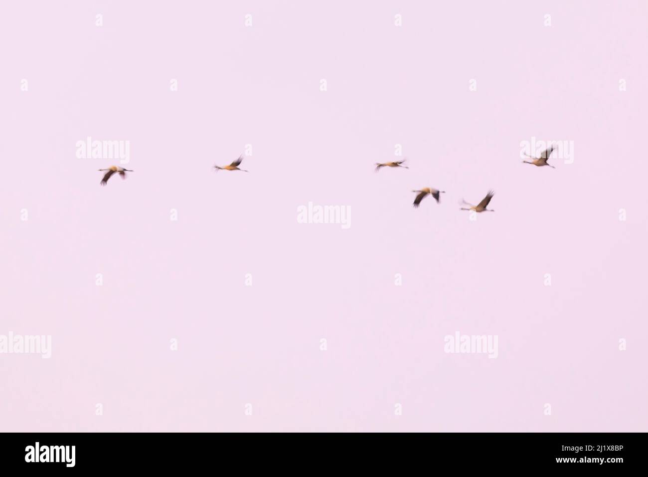 Flock of common cranes (grus grus) flying at dawn. Laguna de Gallocanta ...