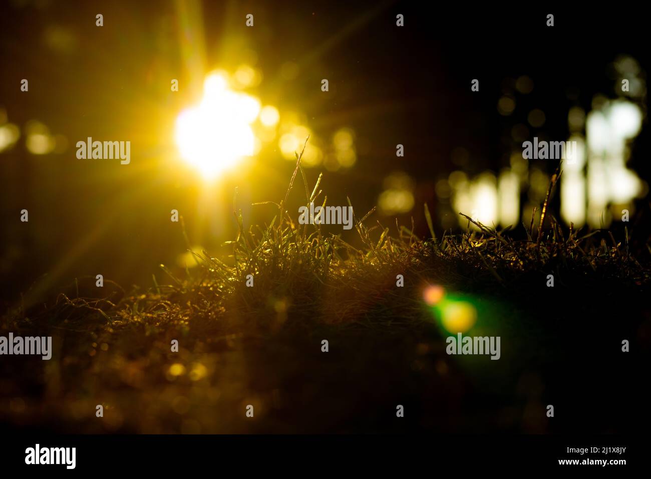 Direct light on plant hi-res stock photography and images - Alamy