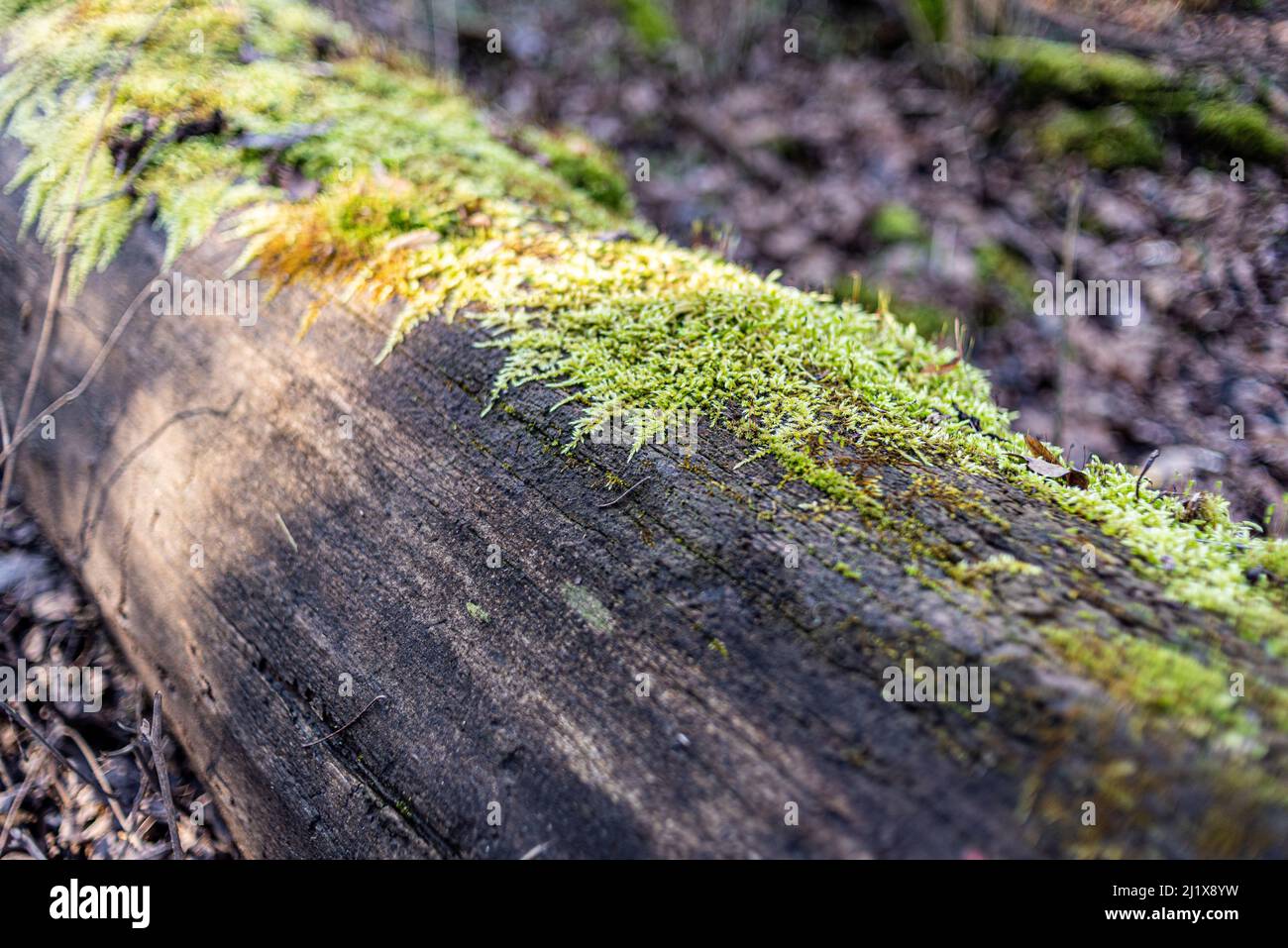 a photo of wood log covered with moss Stock Photo - Alamy