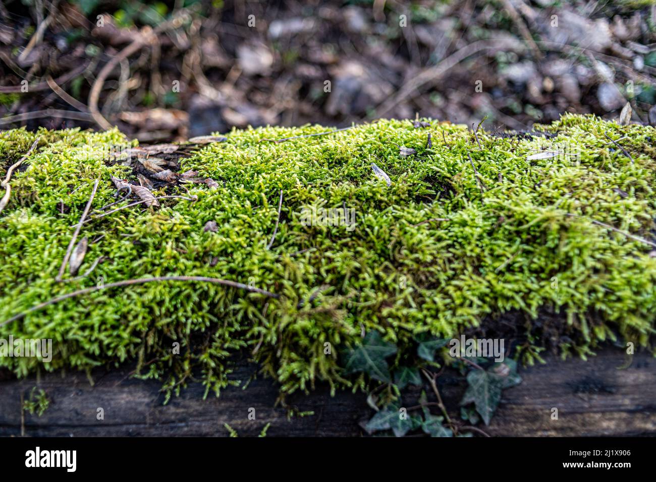 a photo of moss covered wood plank Stock Photo - Alamy
