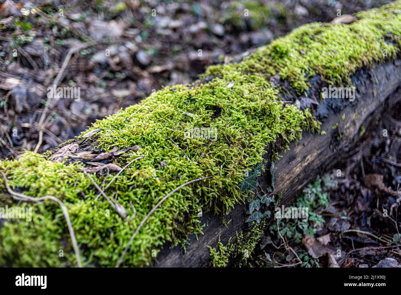 a photo of moss covered wood plank Stock Photo - Alamy
