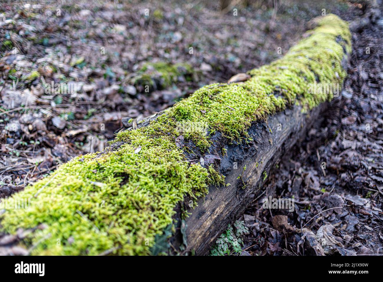 a photo of wood plank covered with moss Stock Photo - Alamy