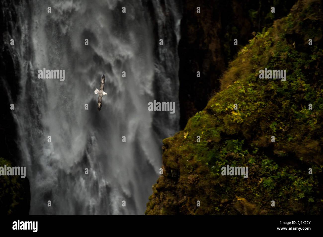 a photo of bird flying against waterfall Stock Photo - Alamy